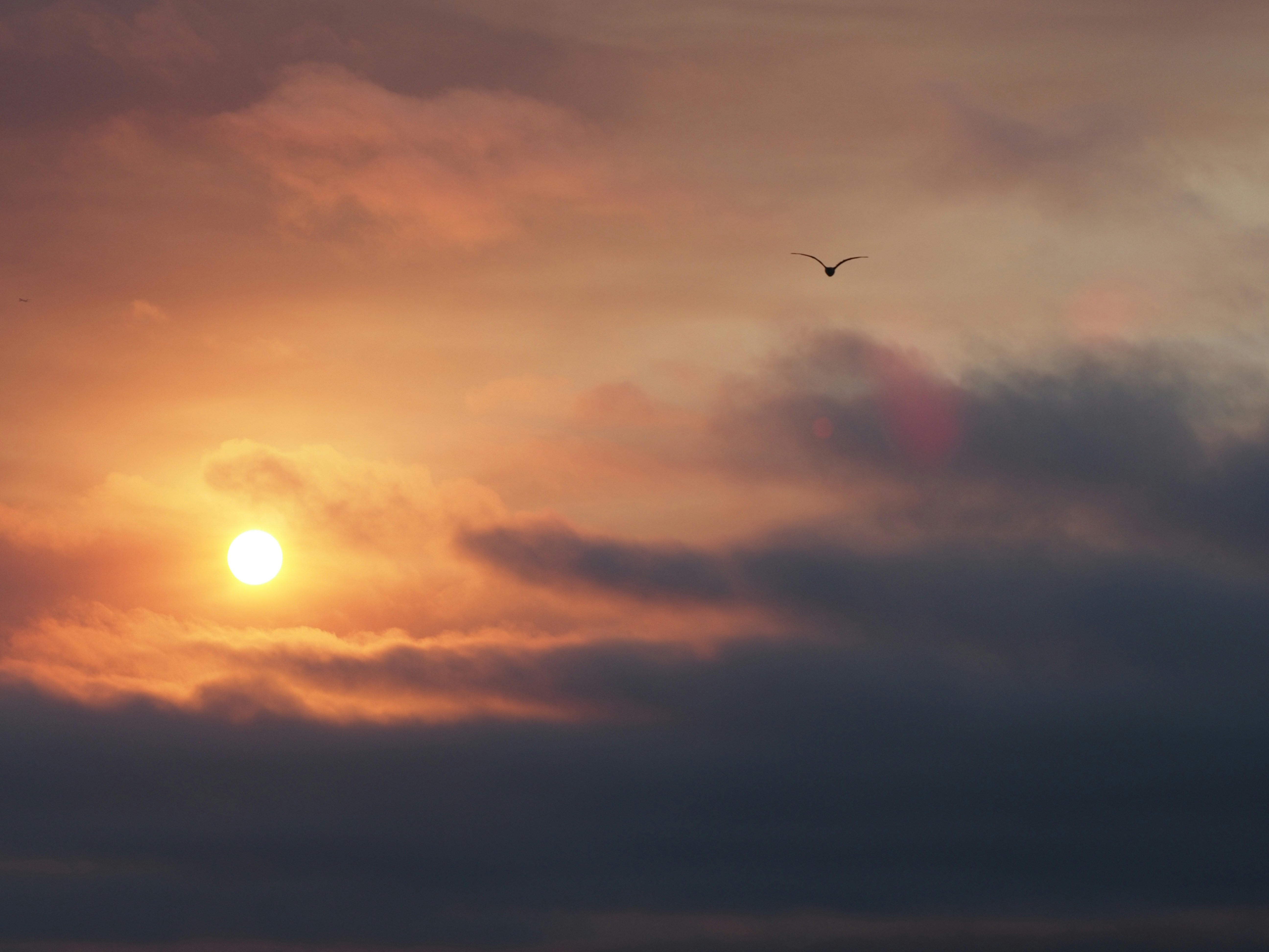Low Sun at Dusk: A Quiet Horizon with a Soaring Silhouette