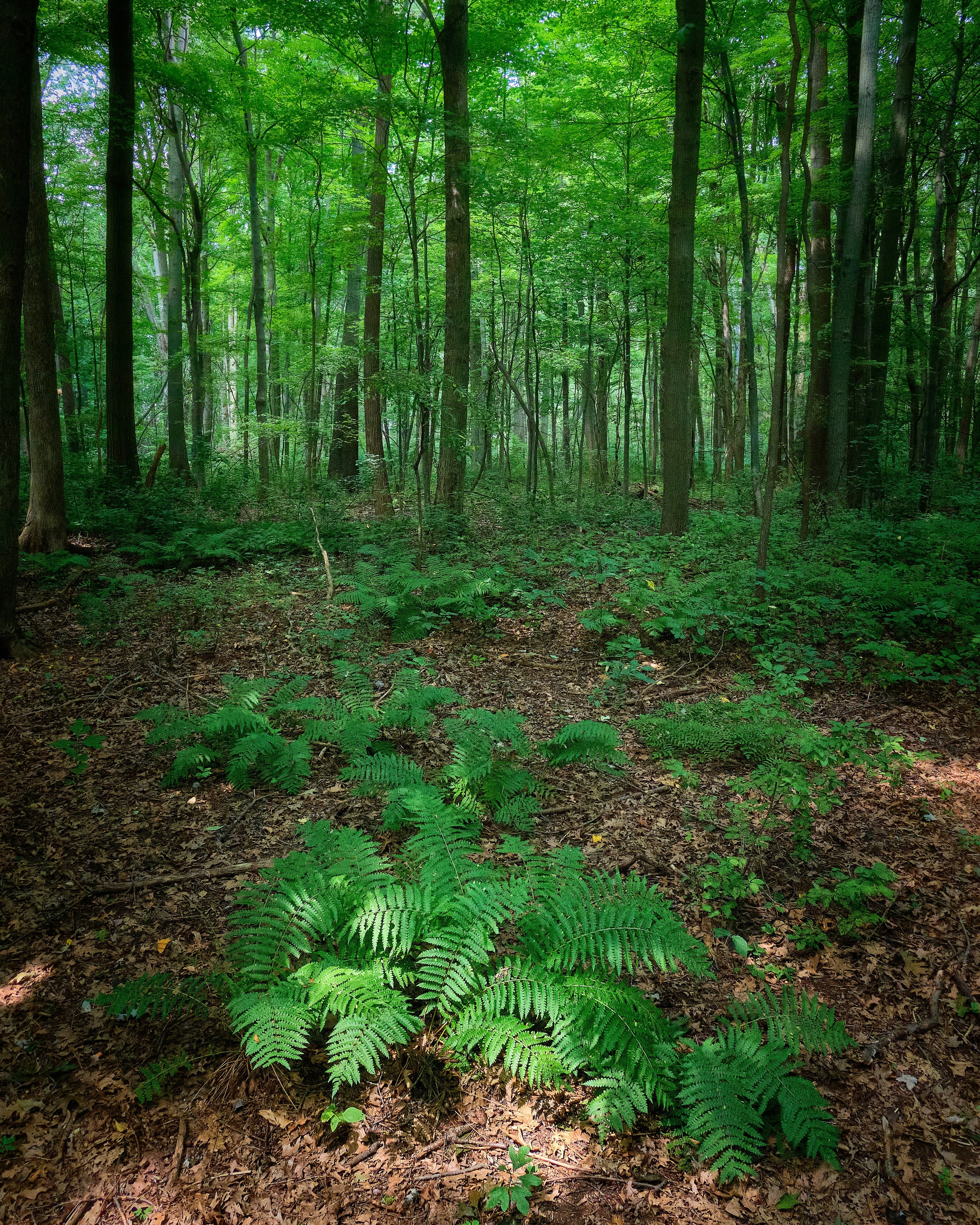 Fern foreground meets a canopy-green forest corridor