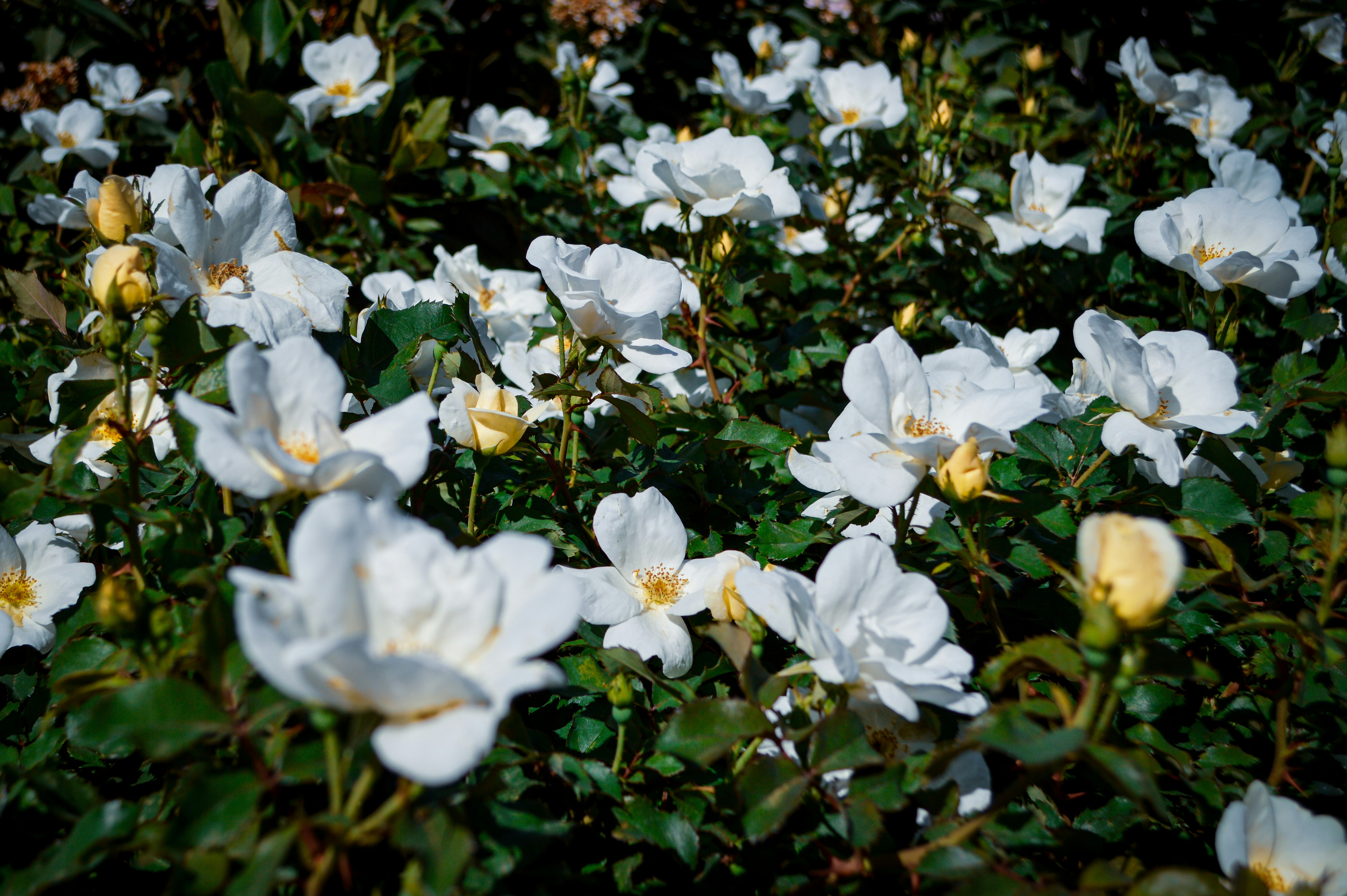 White Rose Meadow in Soft Garden Light