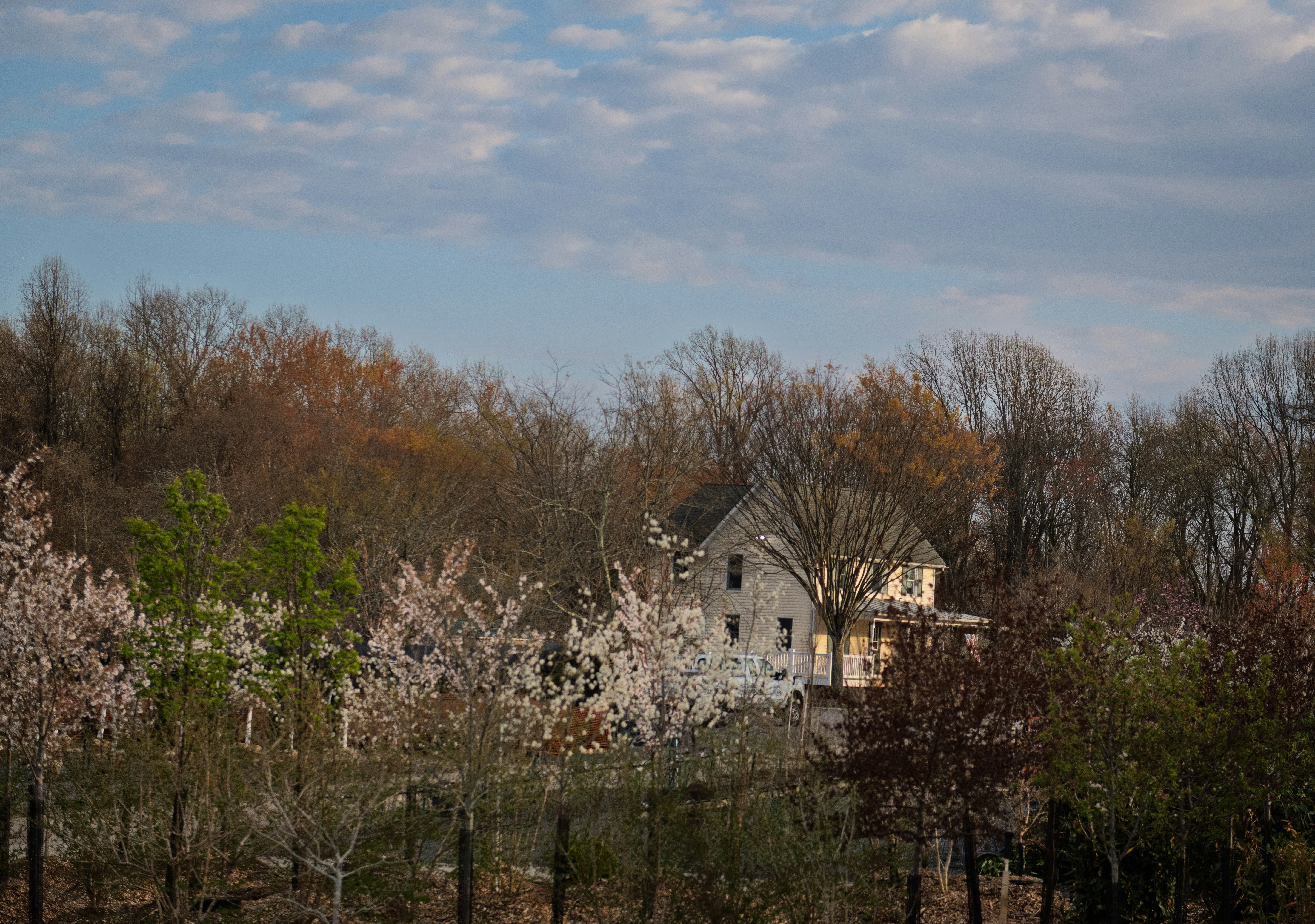 White blossoms and a quiet farmhouse under spring skies