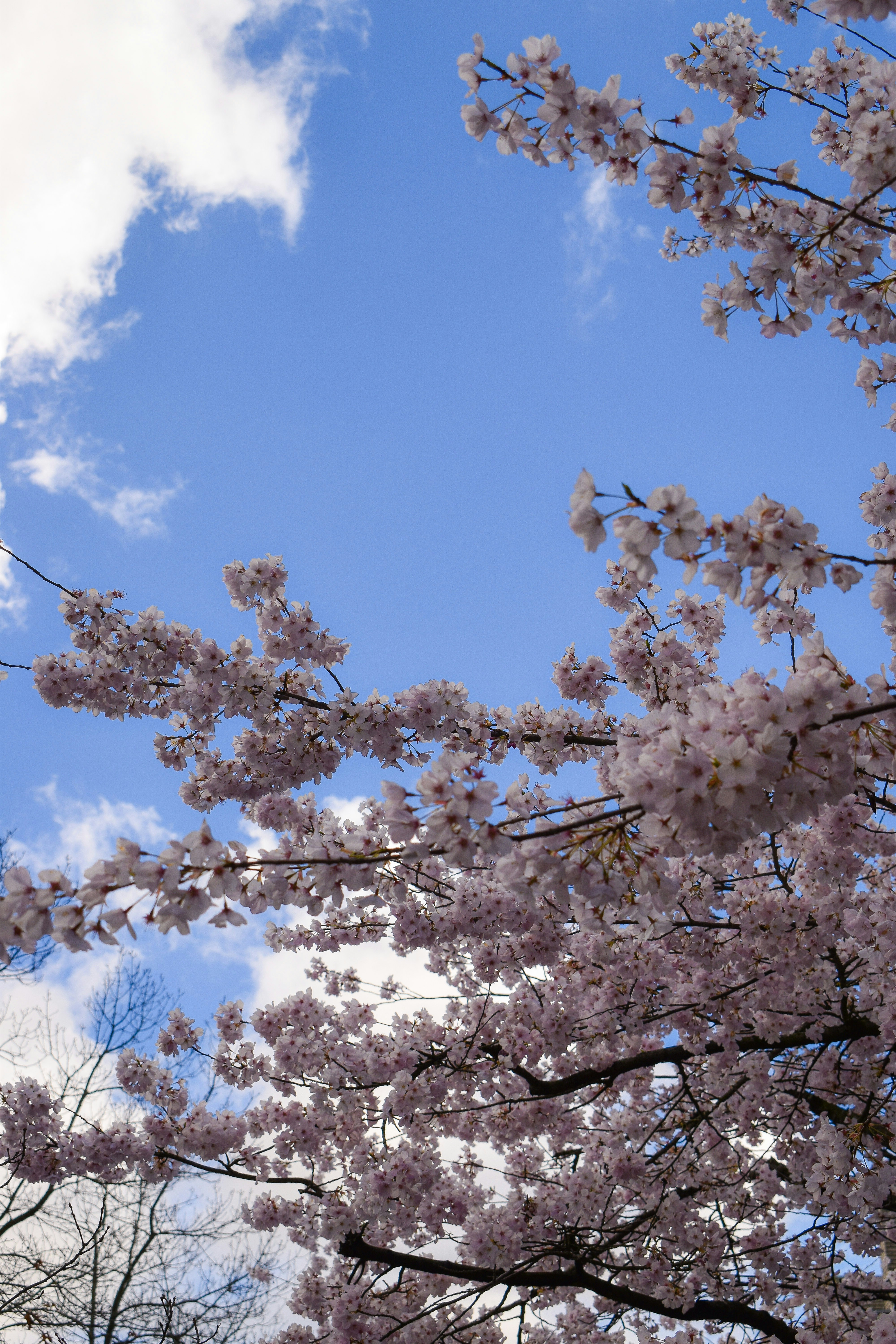 Cherry Blossom Canopy Against a Cerulean Sky