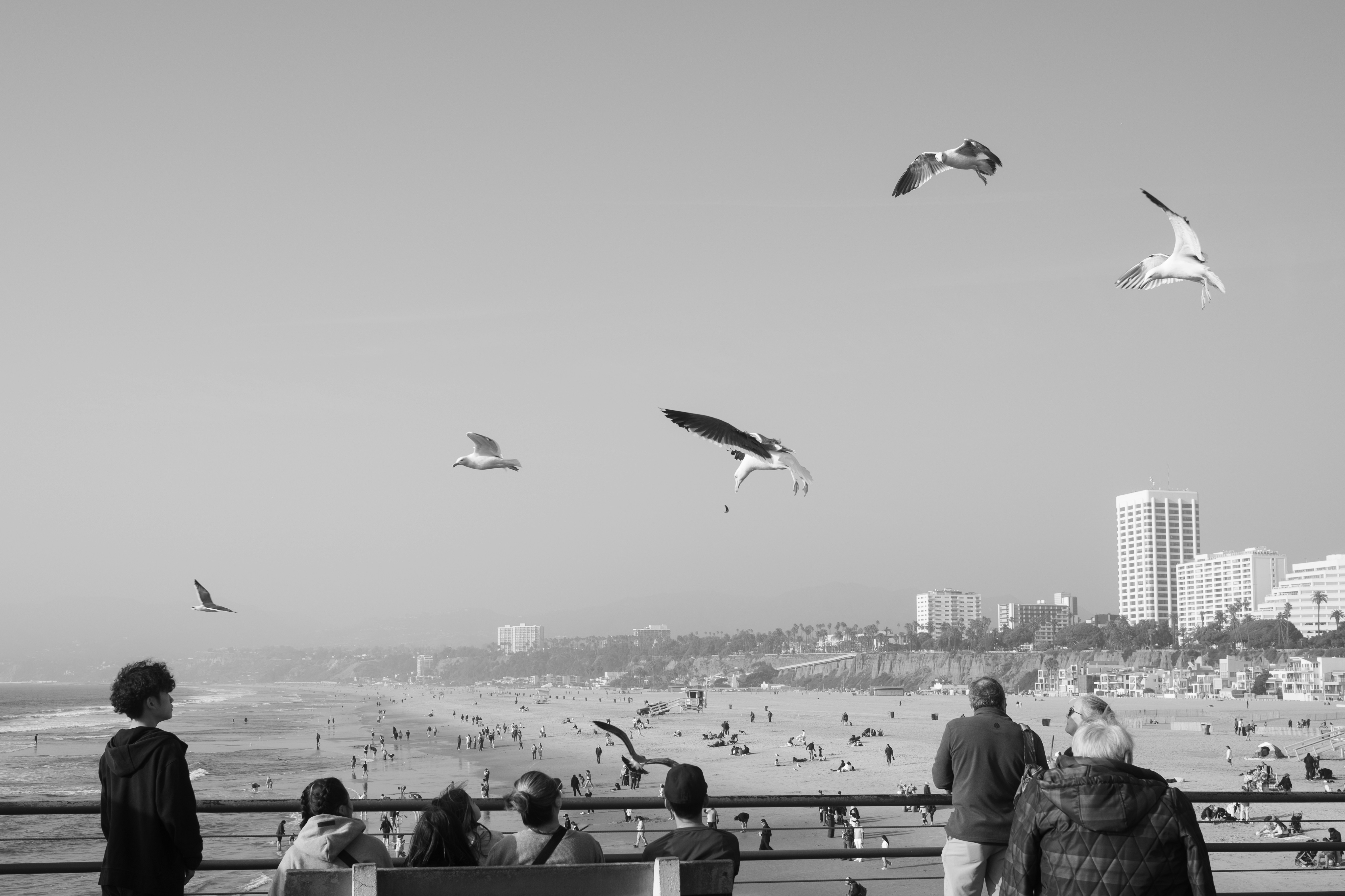 Seabreeze Overlook: Seagulls Over the Promenade