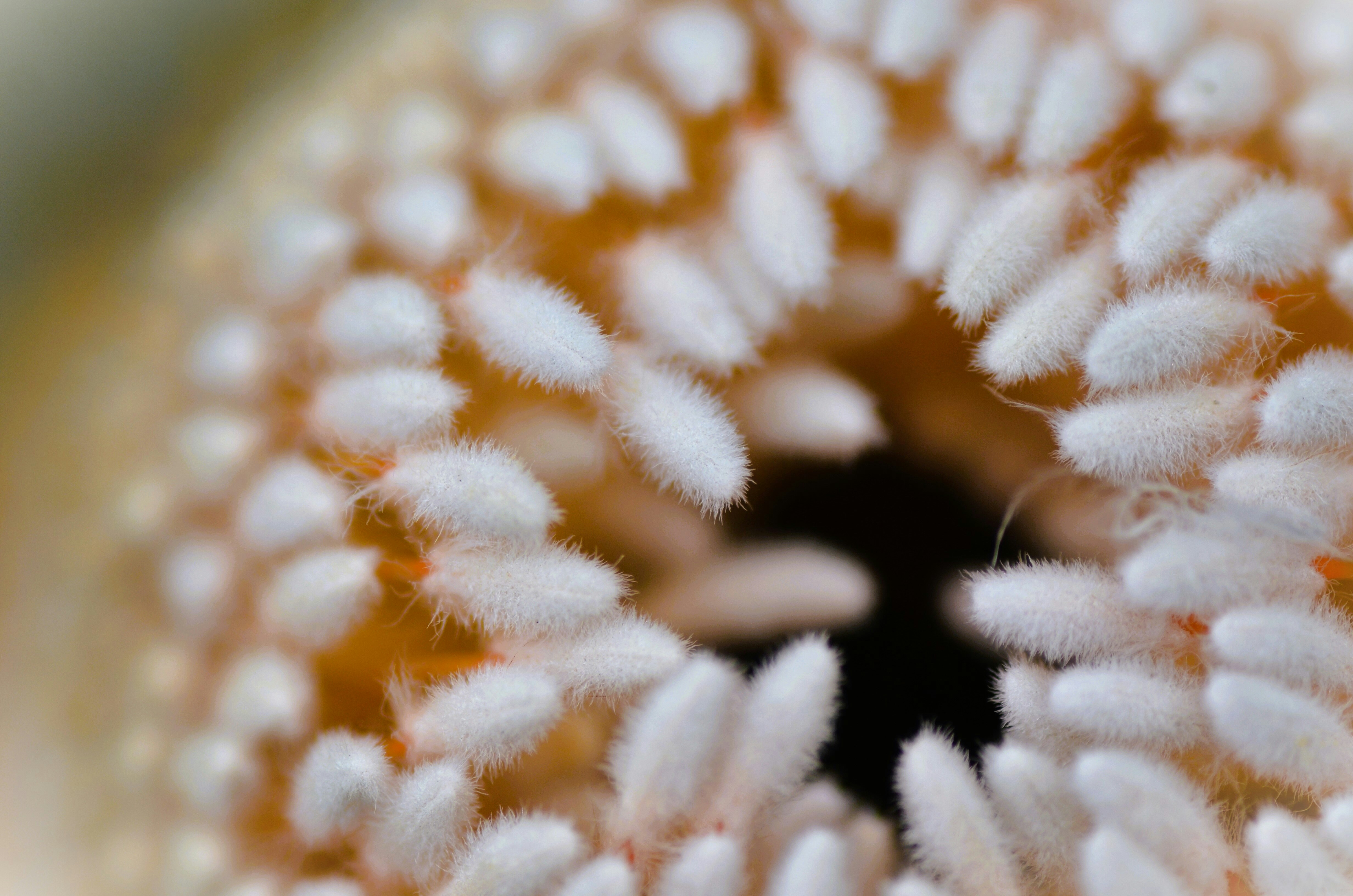 White-tufted Anther Sea: a close-up of a sunlit floral center