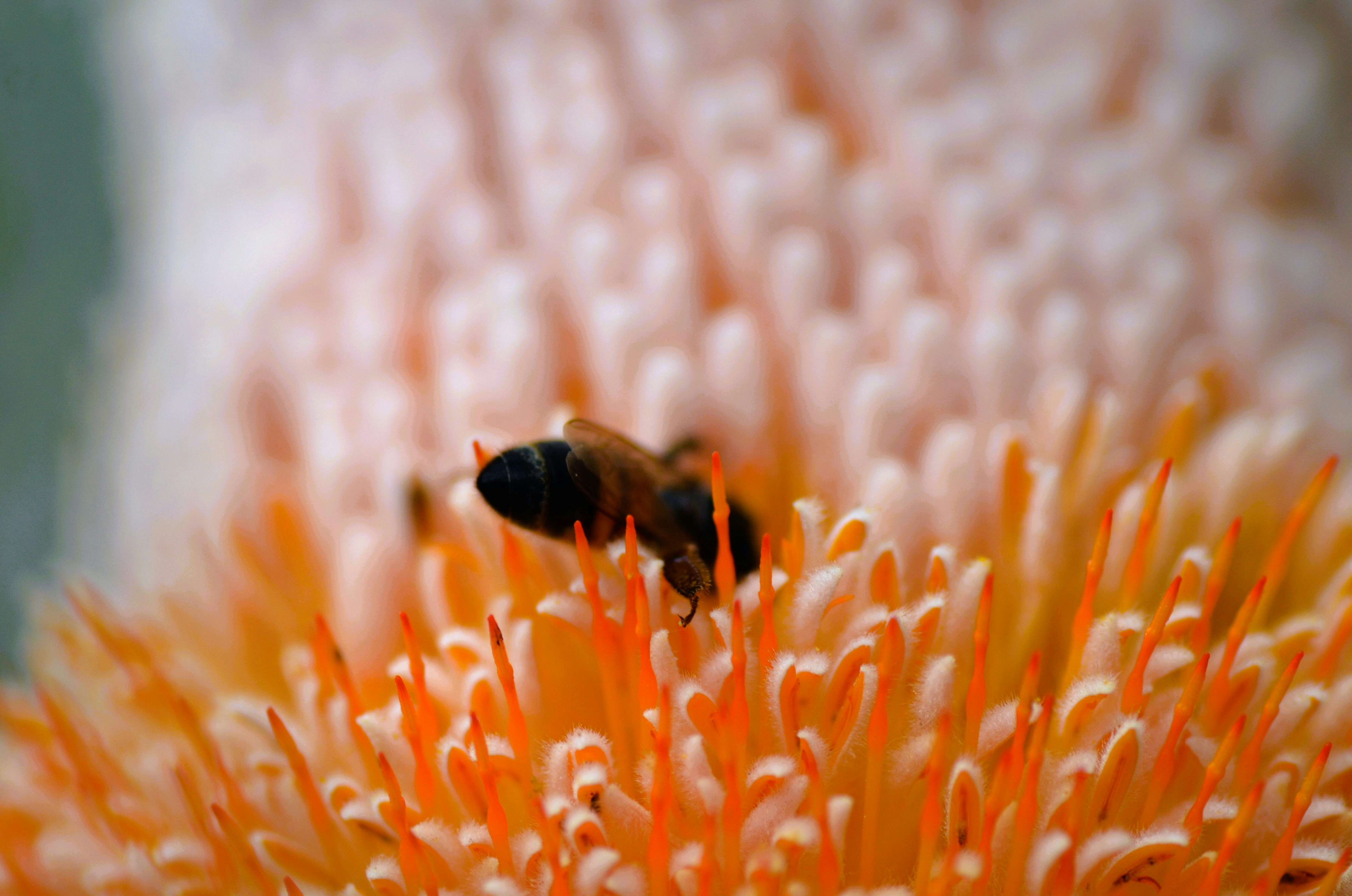 Buzz Amid the Orange Crown
