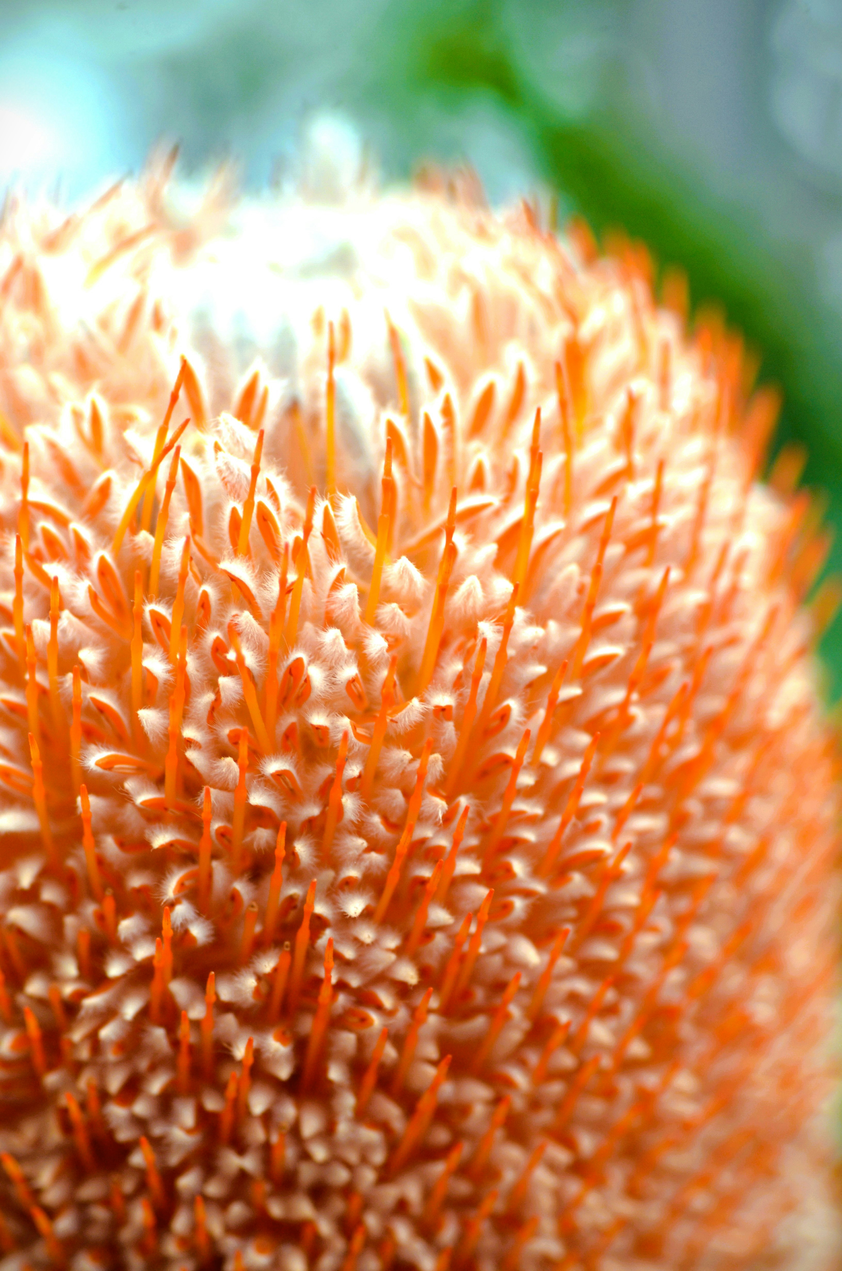 Orange-White Hair-like Flora: A Macro Burst of Texture