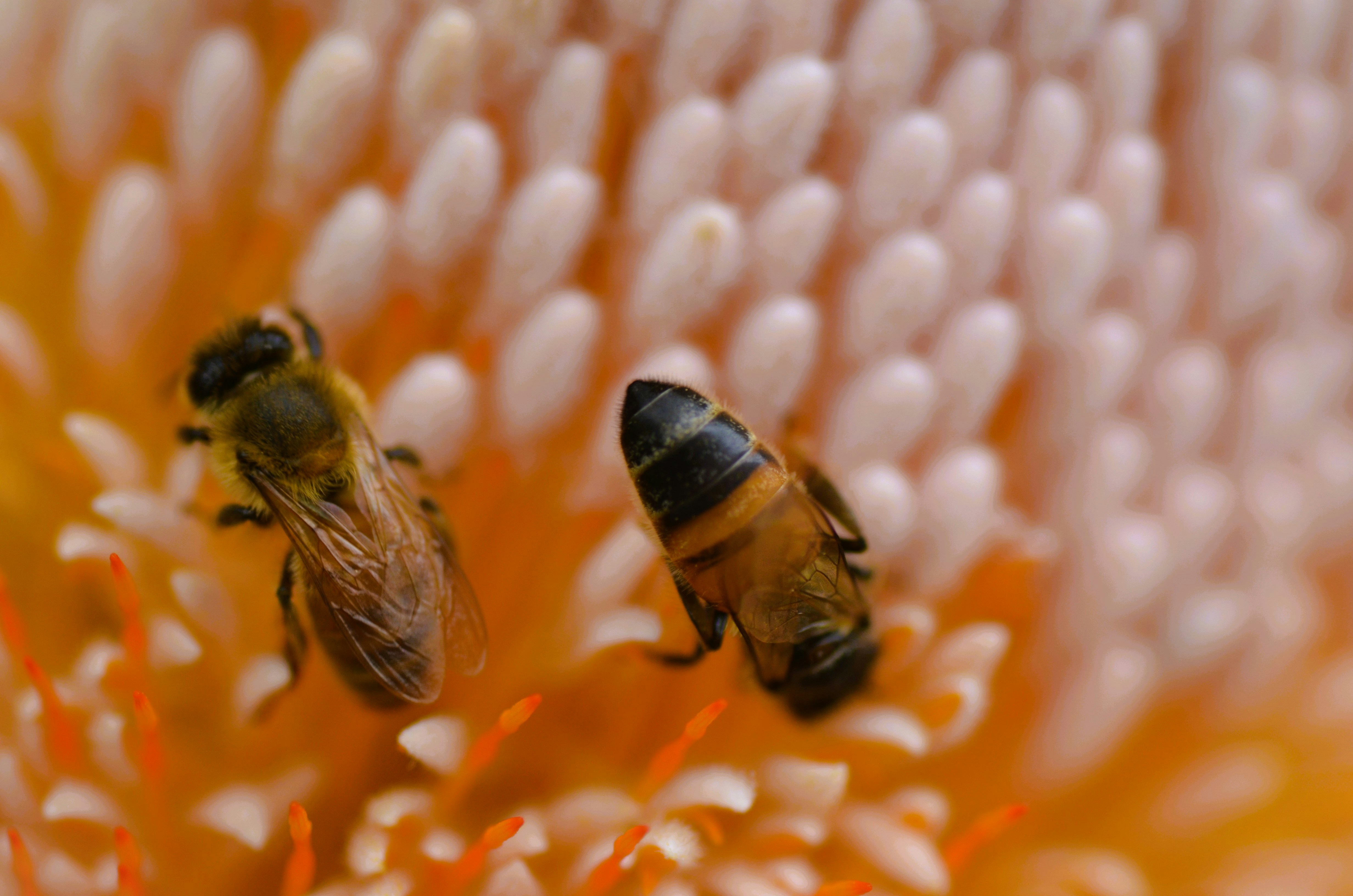 Two Working Bees on a Tubular Orange Bloom