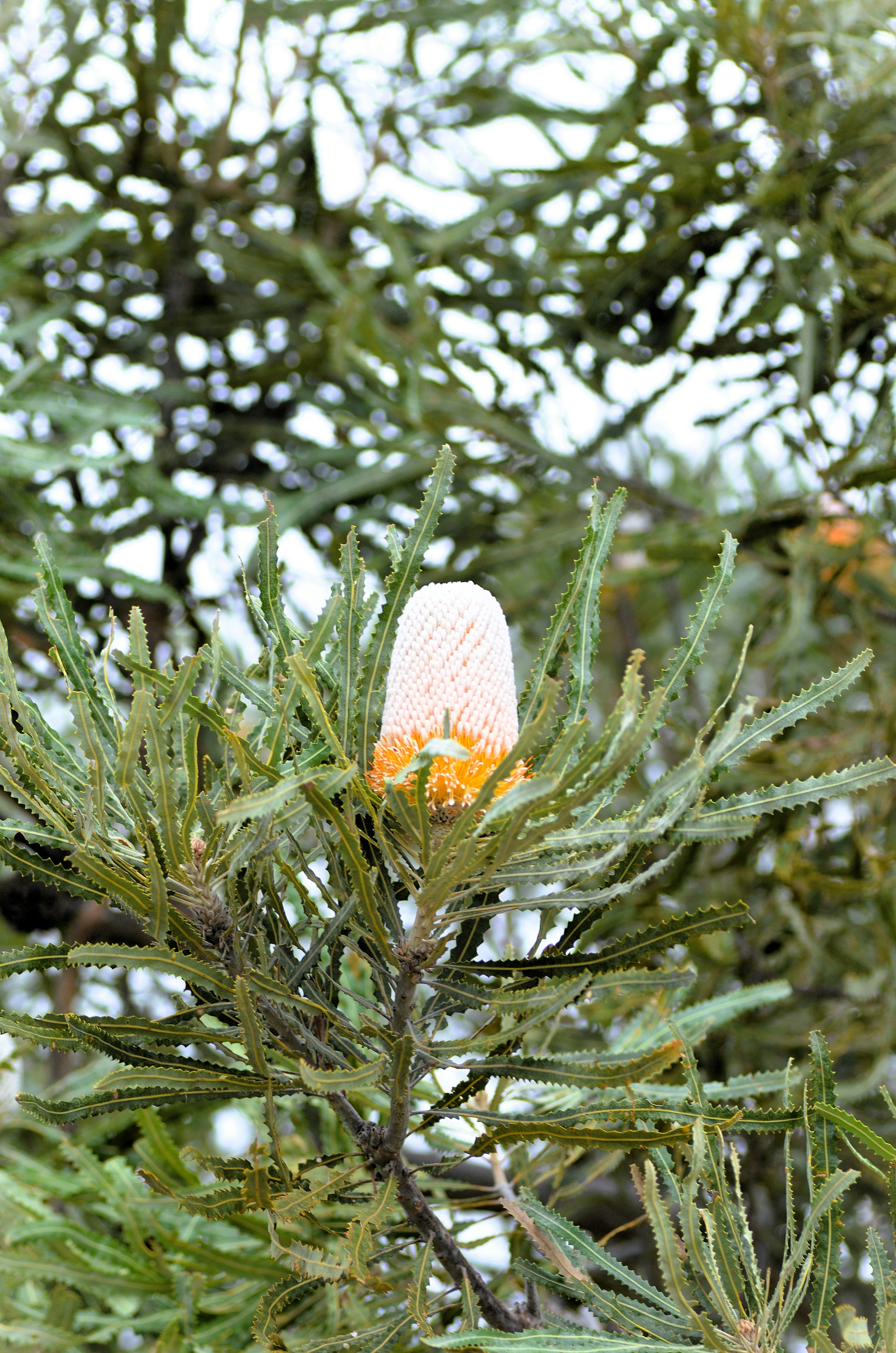 Protea-like Bloom Rising from Needle-Leaf Crown