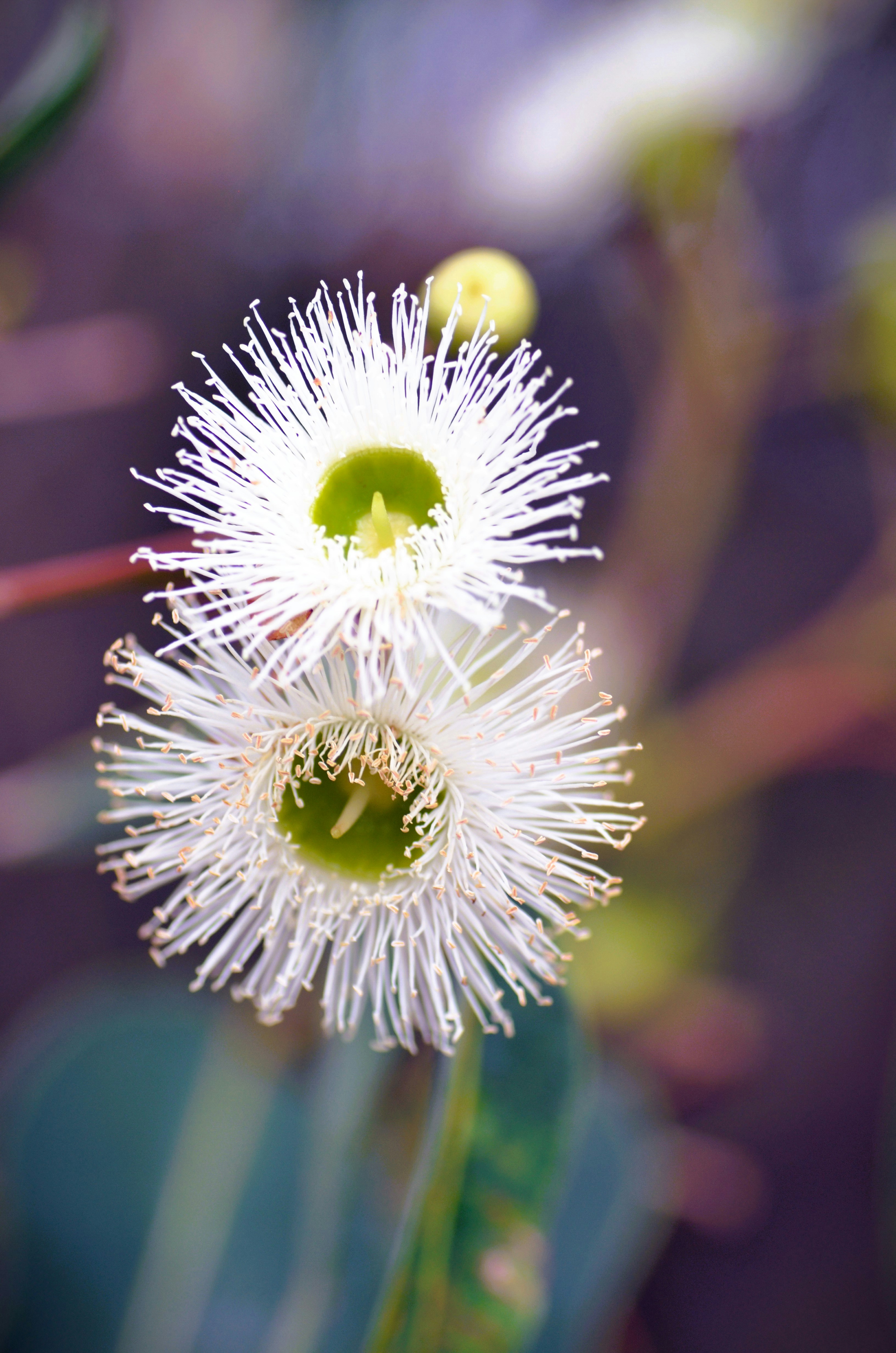 Two White Seed Heads Reach for the Light