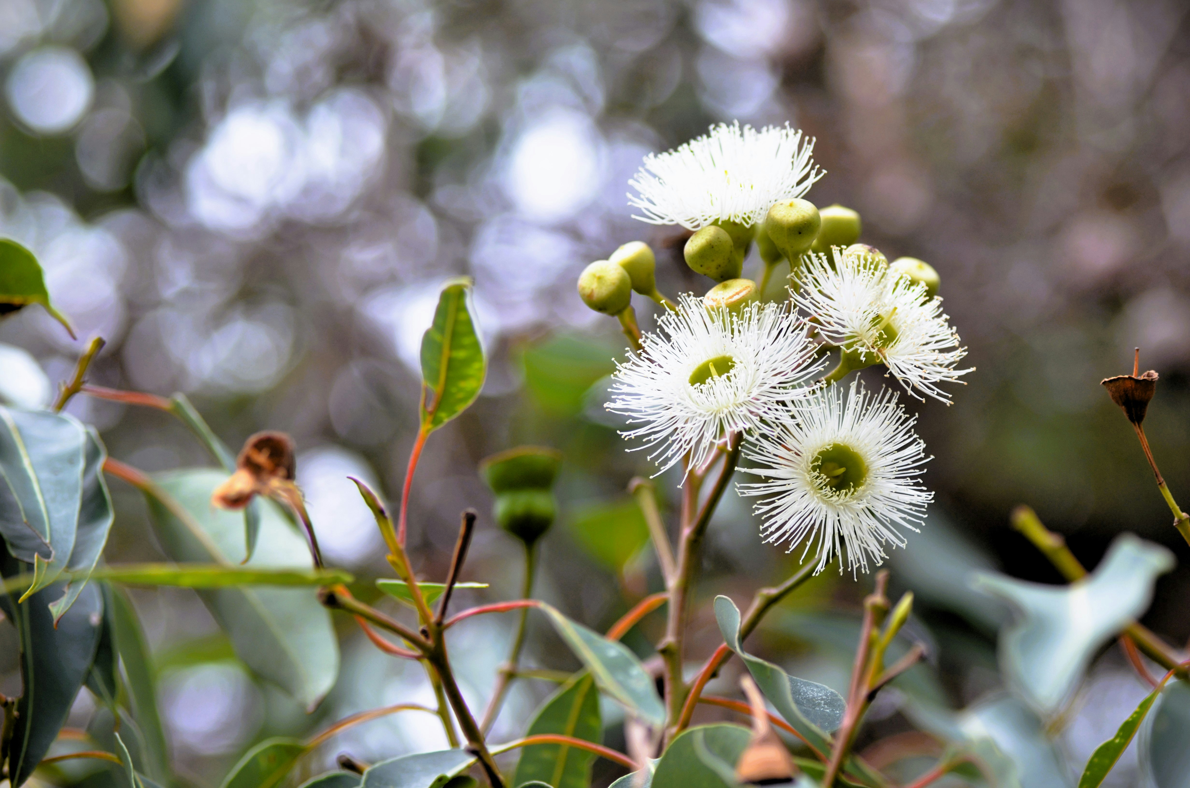 Delicate Fireworks in Bloom: White Button Flowers Amid Soft Greenery
