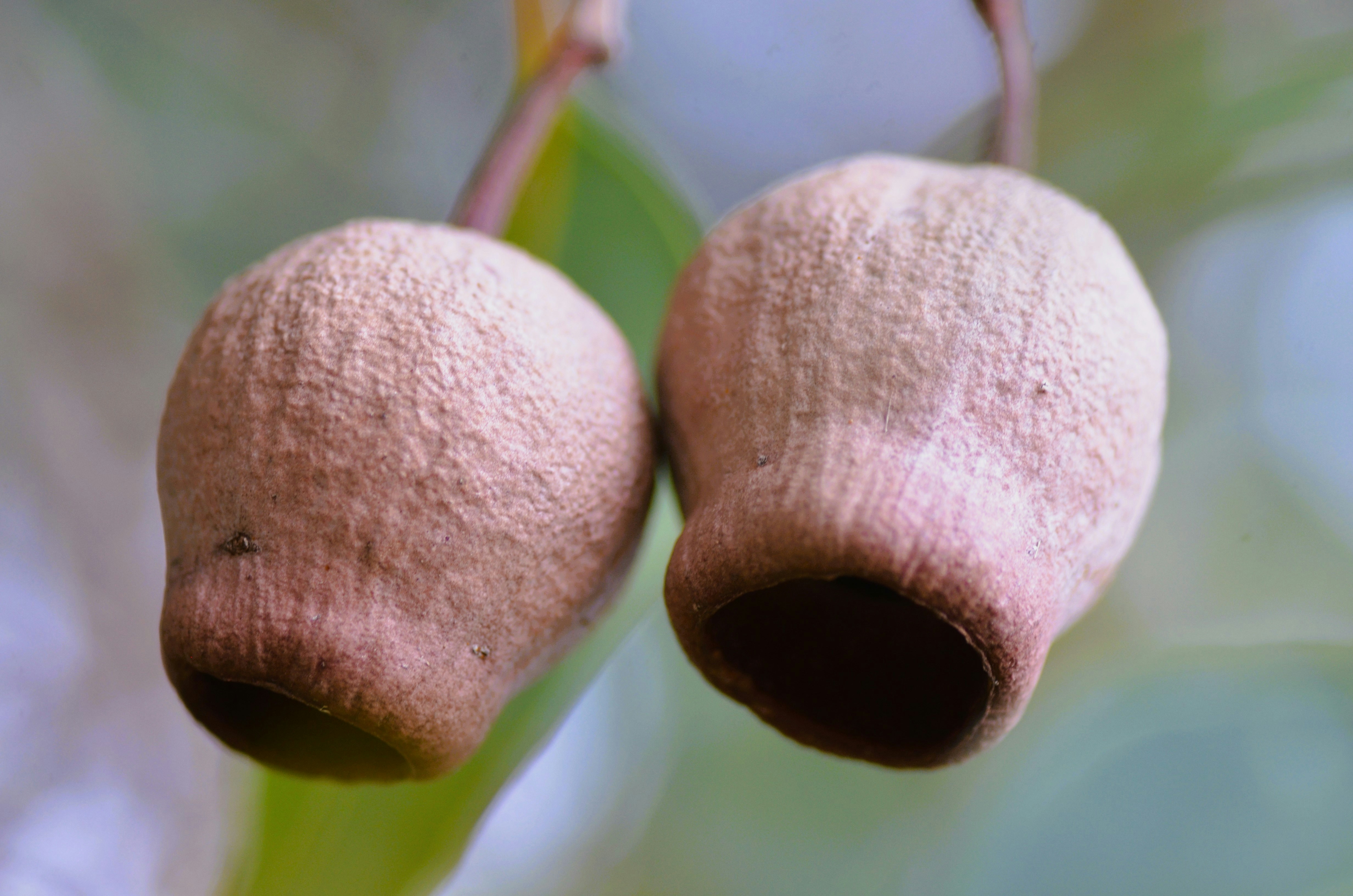 Two fuzzy seed capsules on a sunlit branch