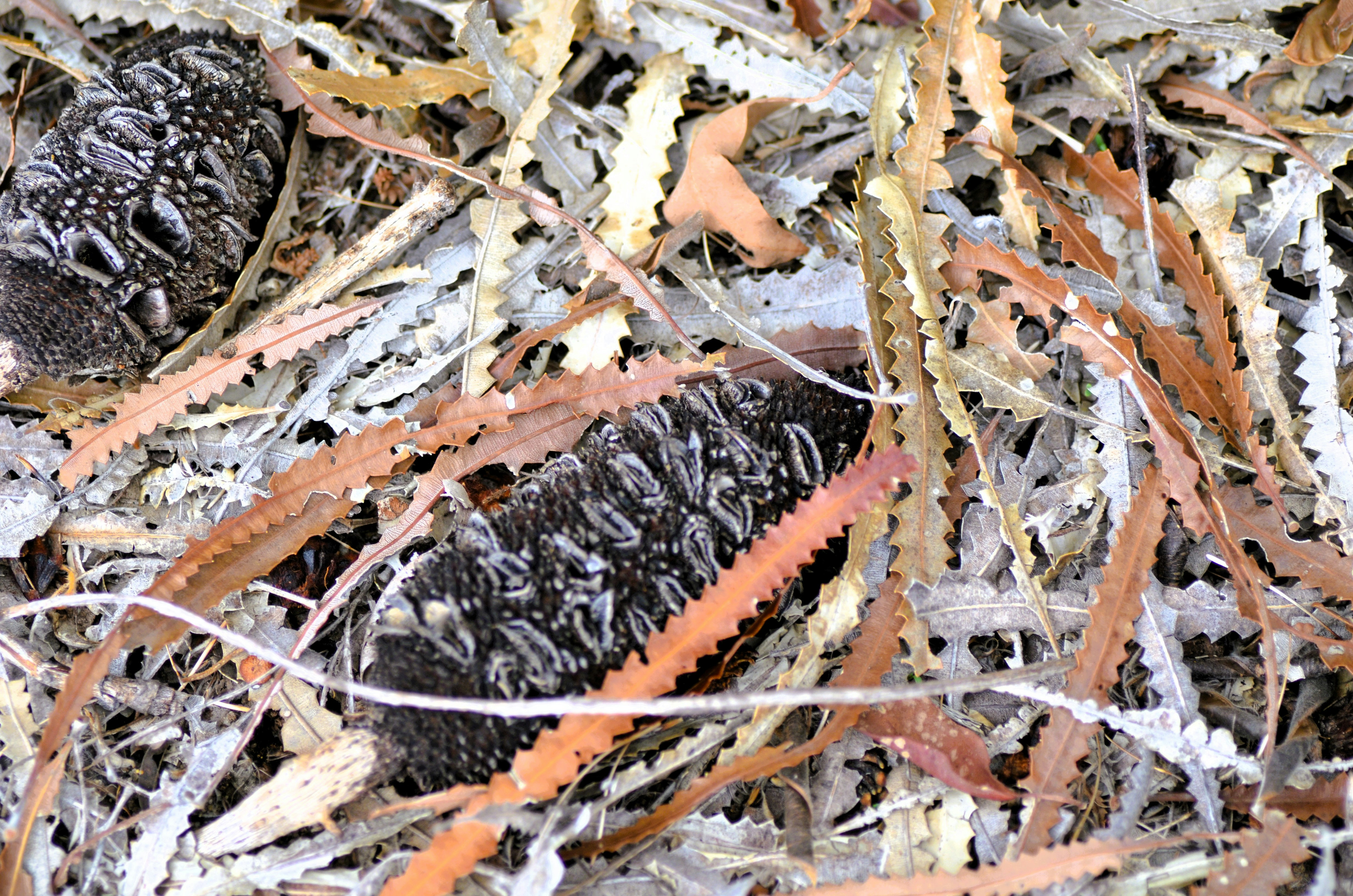 Frosted Fir Fragments: A Close-Up of Winter Cones and Needles