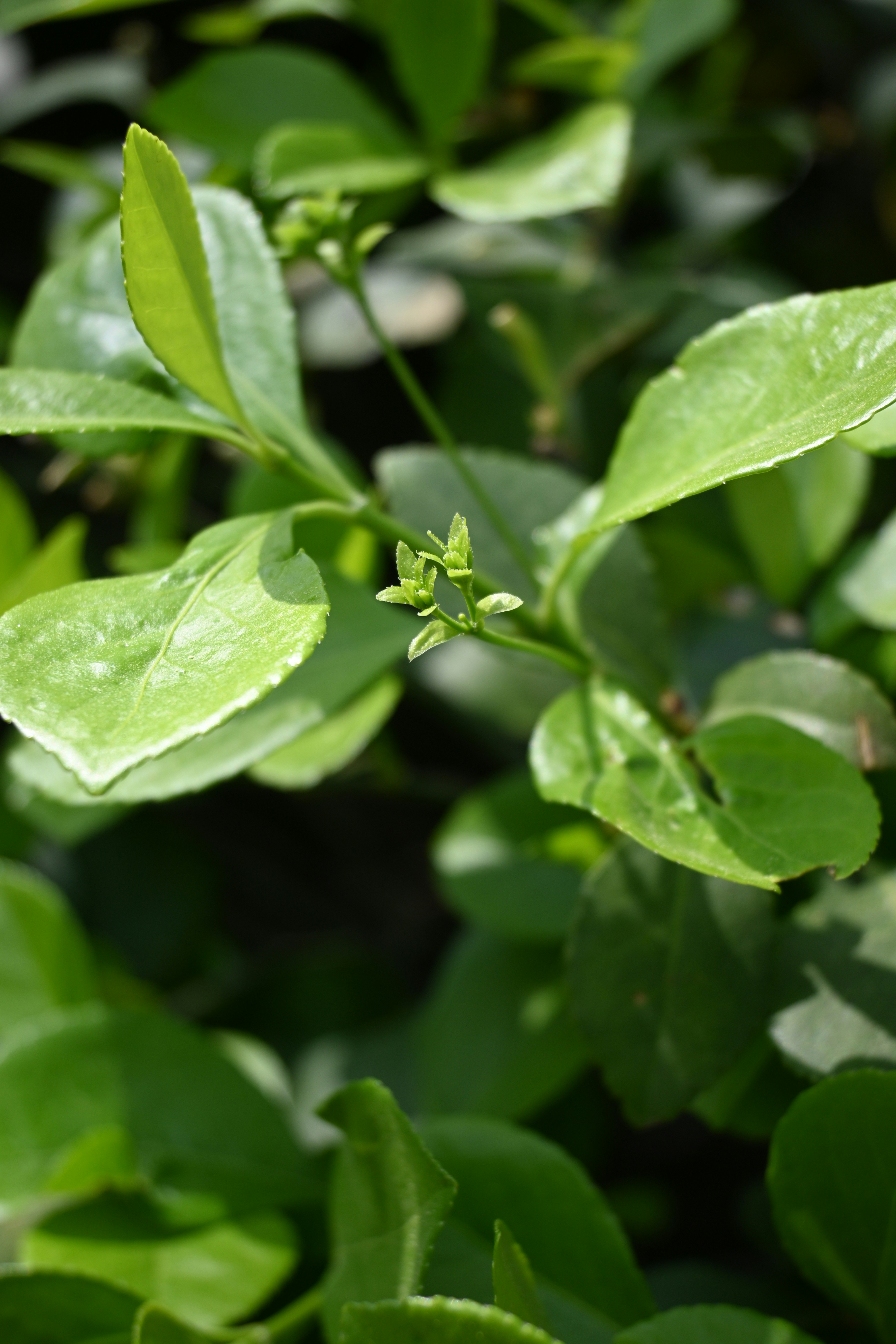 Lush Green Leafy Close-Up with Sunlit Foliage