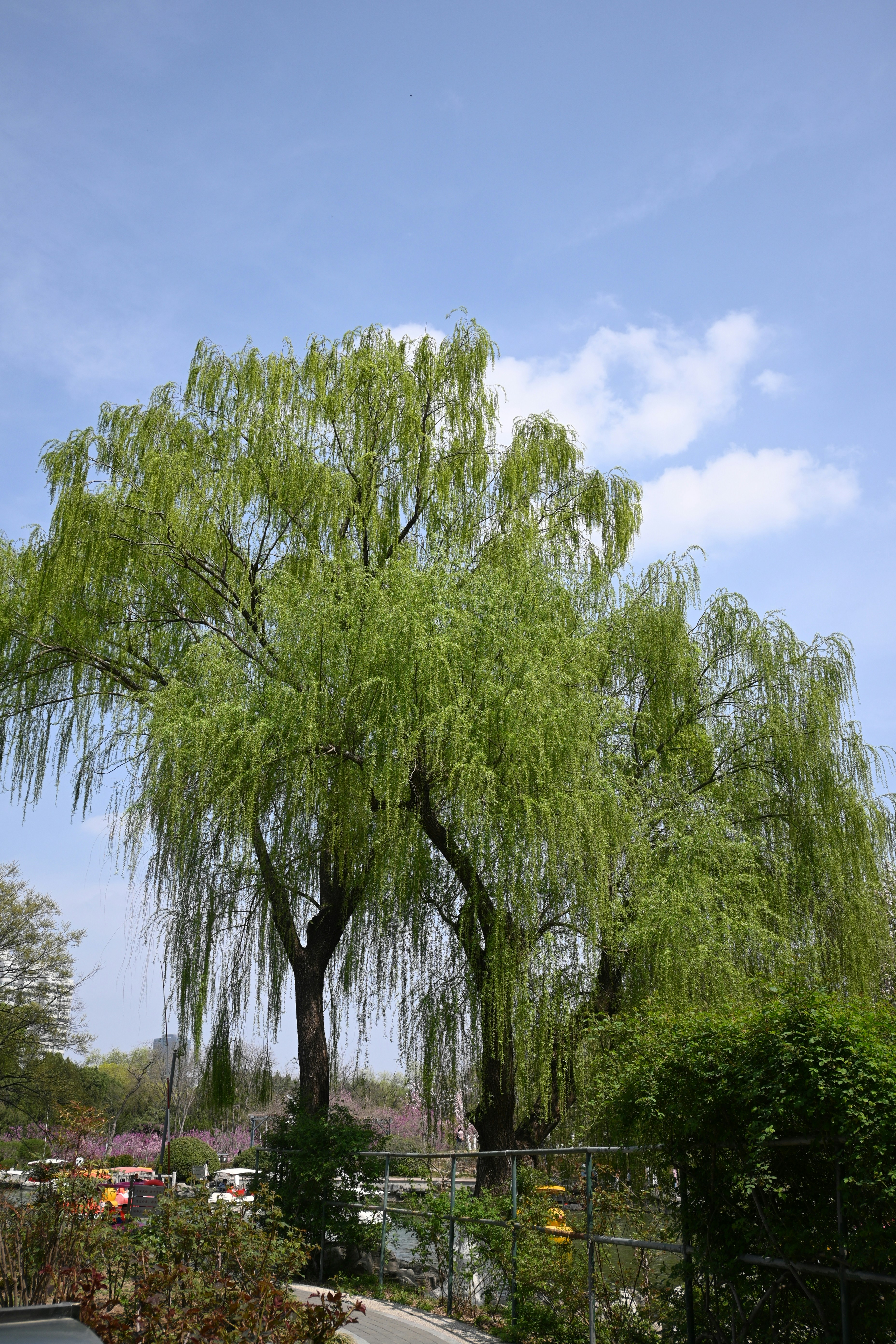 Graceful Willow in the Sunlit Park