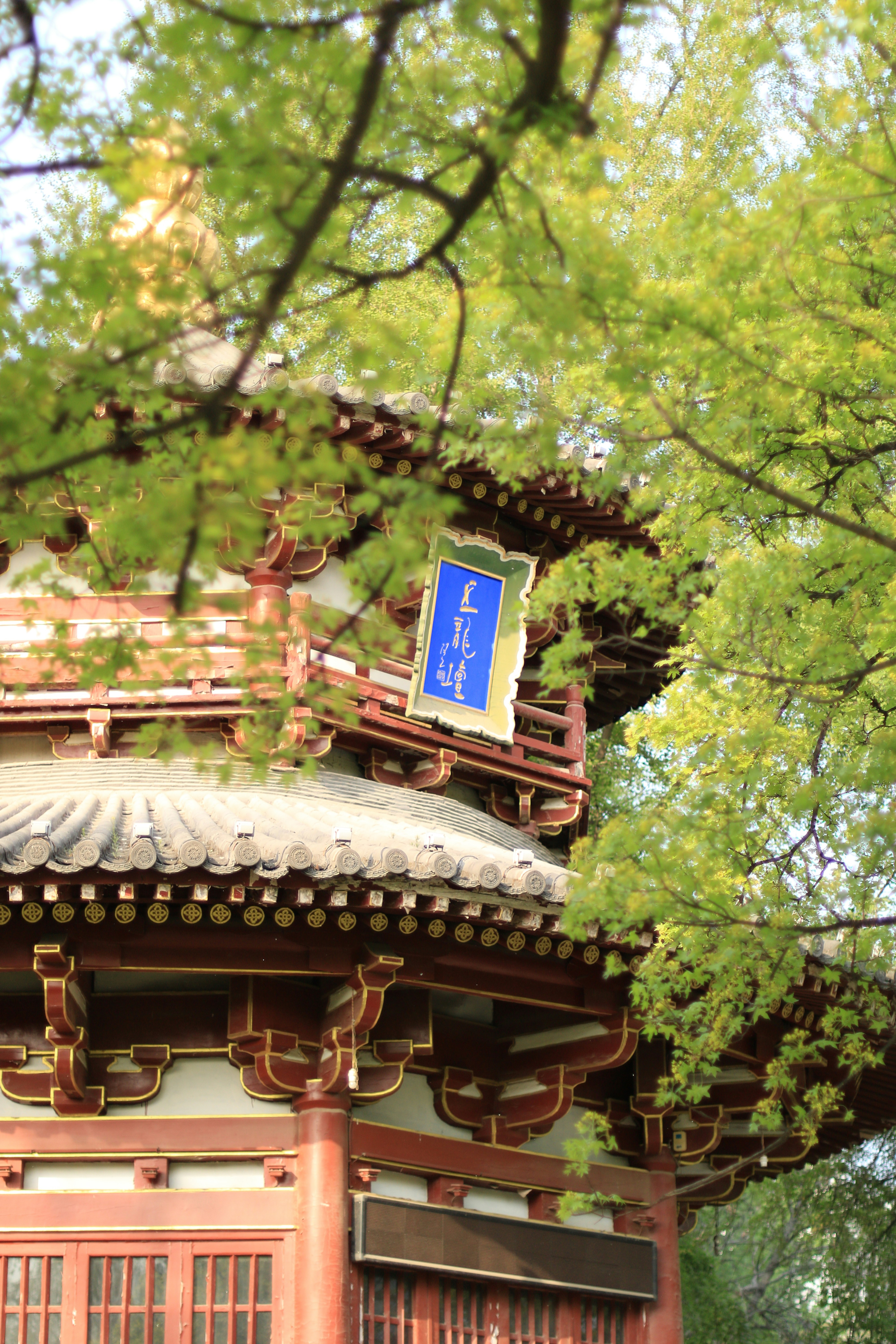 Blue Plaque Amid Cedar Canopy: A Temple Corner in Spring