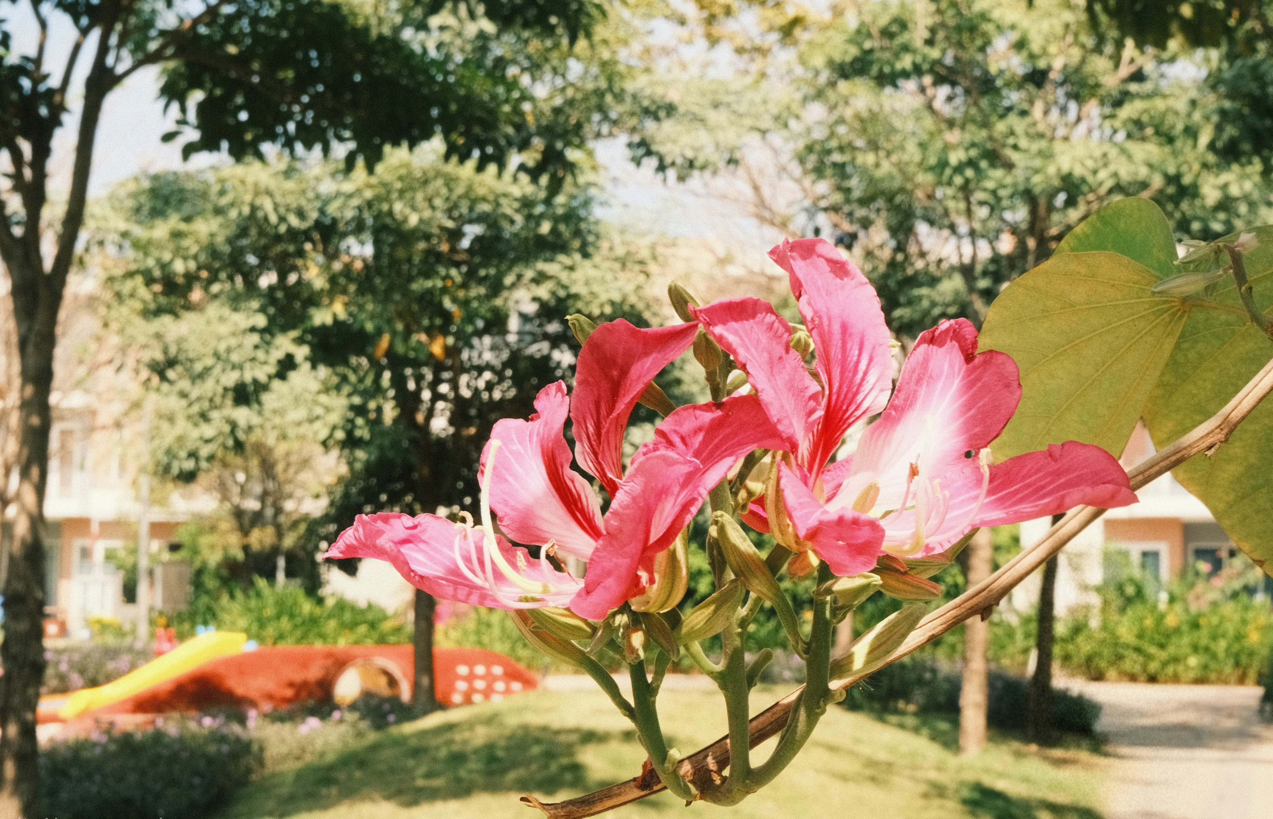 Crimson Blossom in Soft Sunlight