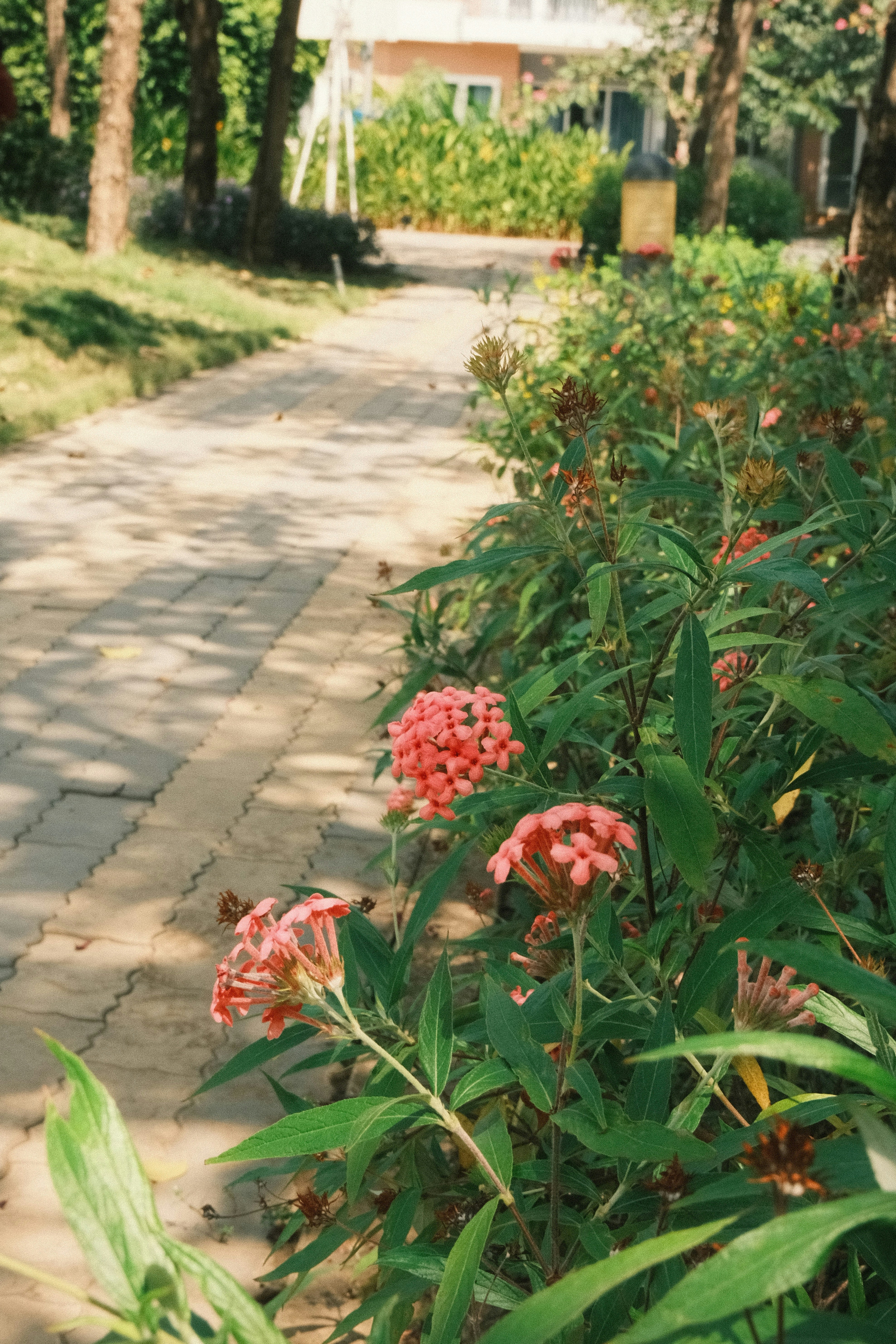 Whispers of Summer in the Floral Border