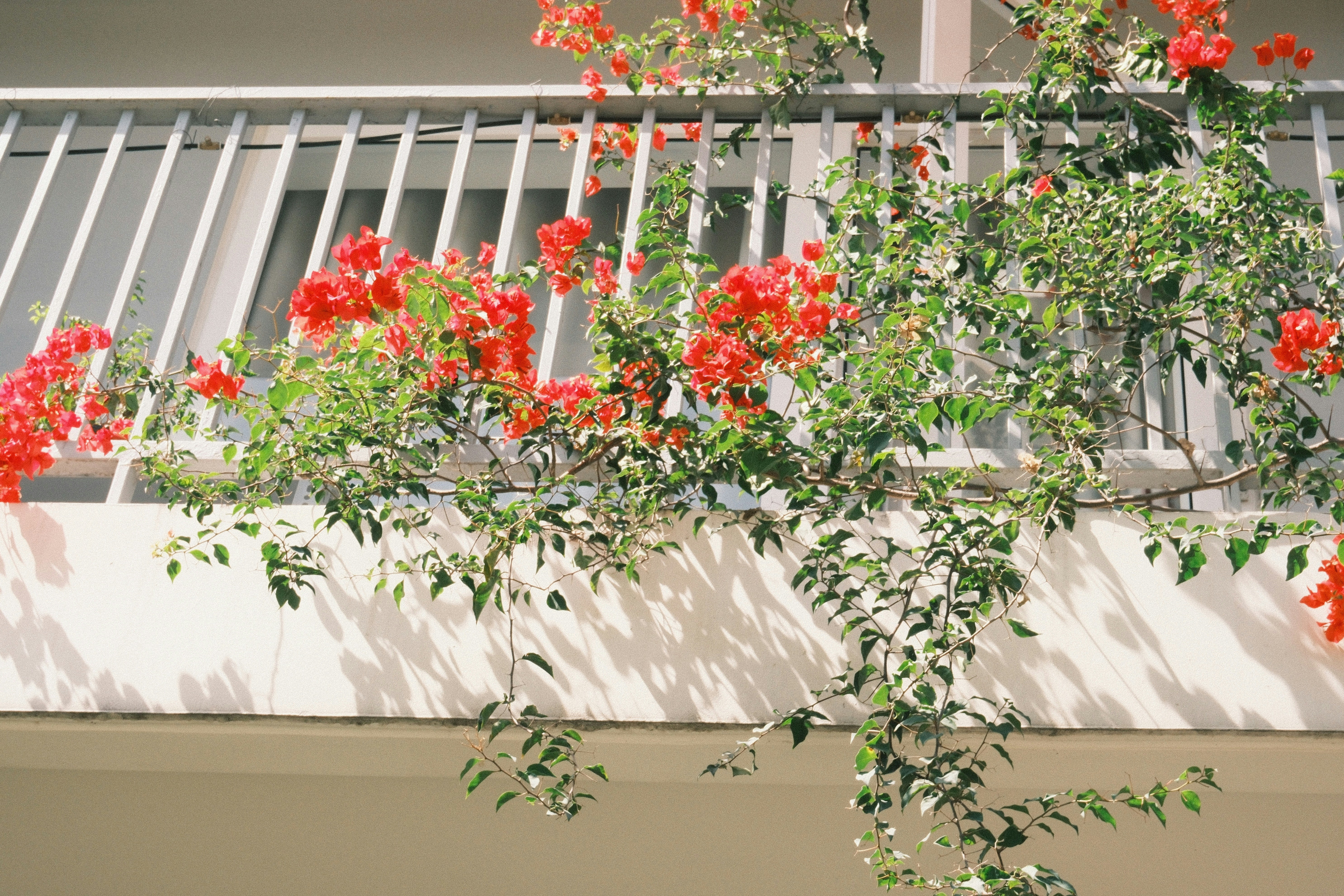 Red Bougainvillea Cascade Above a Sunlit Balcony