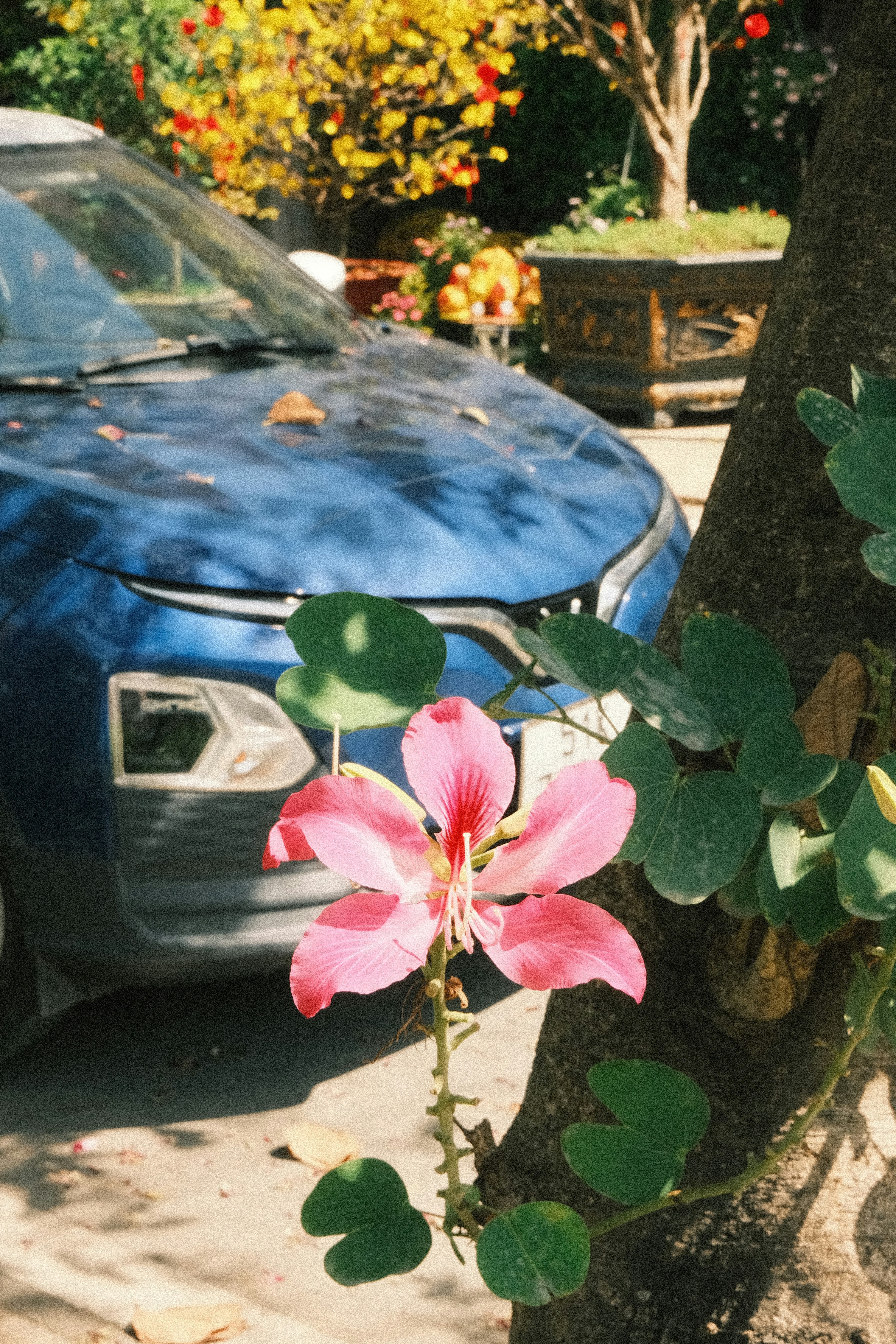 Pink Hibiscus Against a Blue Car in a Sunny Garden Scene
