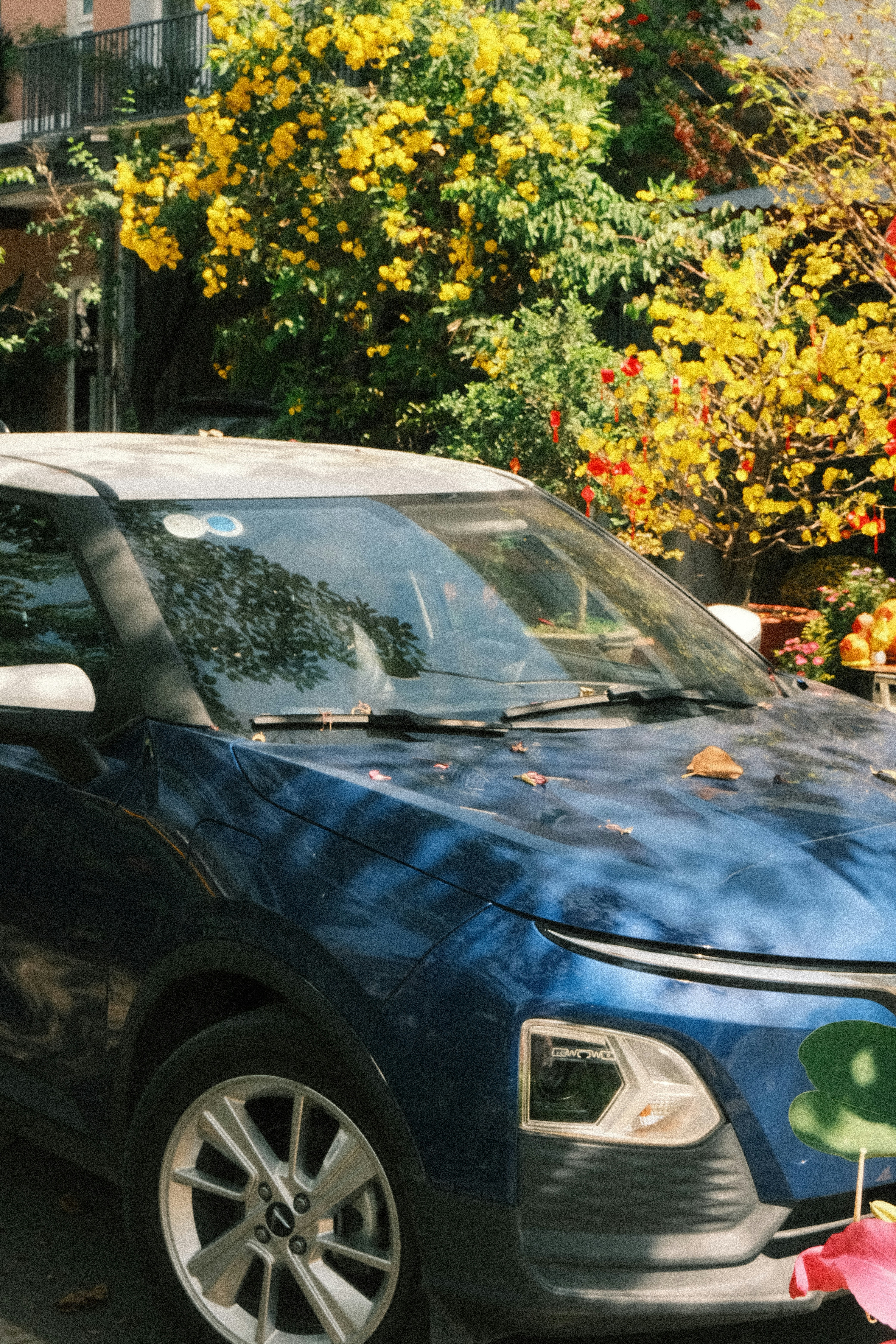 Blue Car Under Golden Spring Bloom