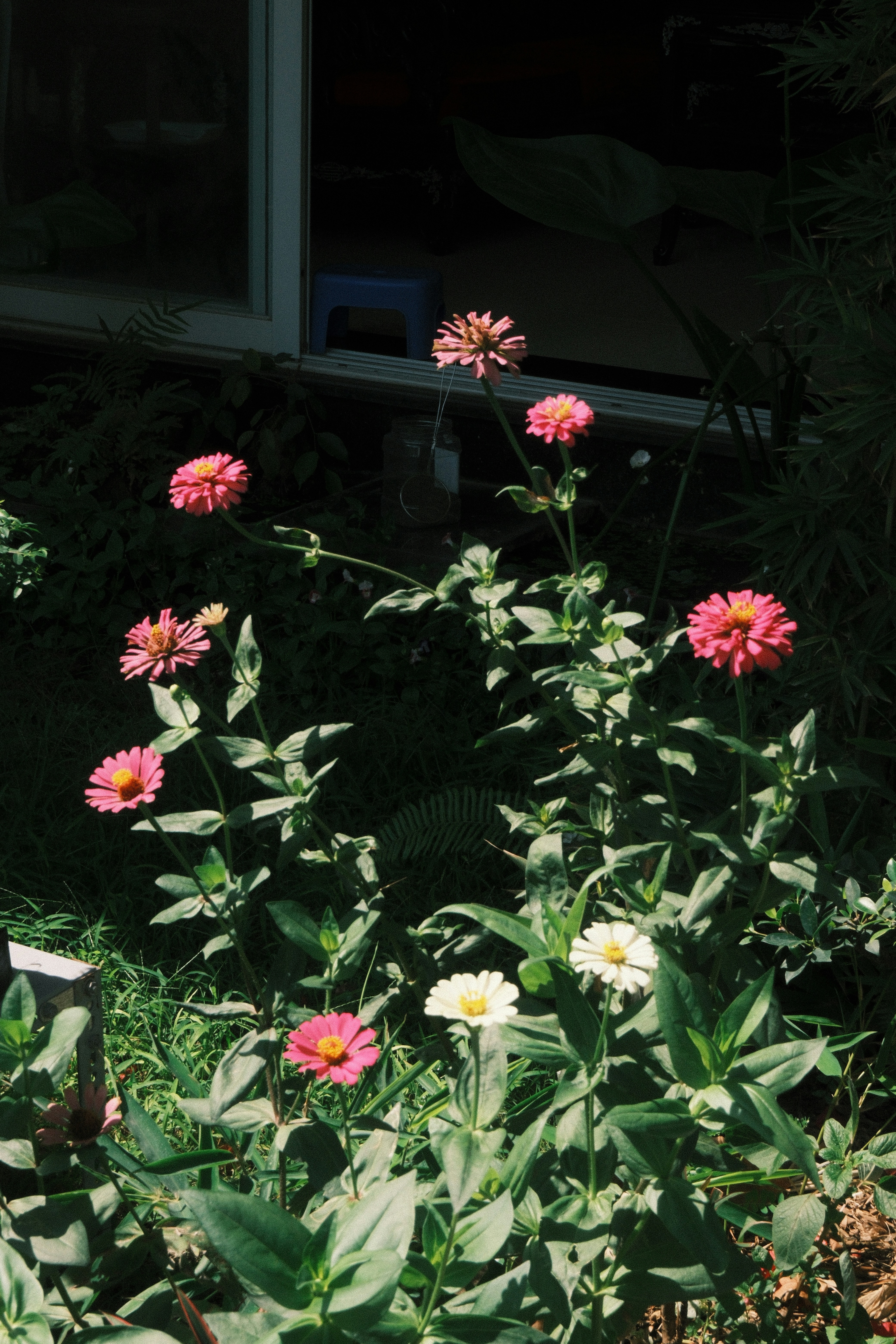 Sunlit Zinnias Reaching Toward the Evening Light