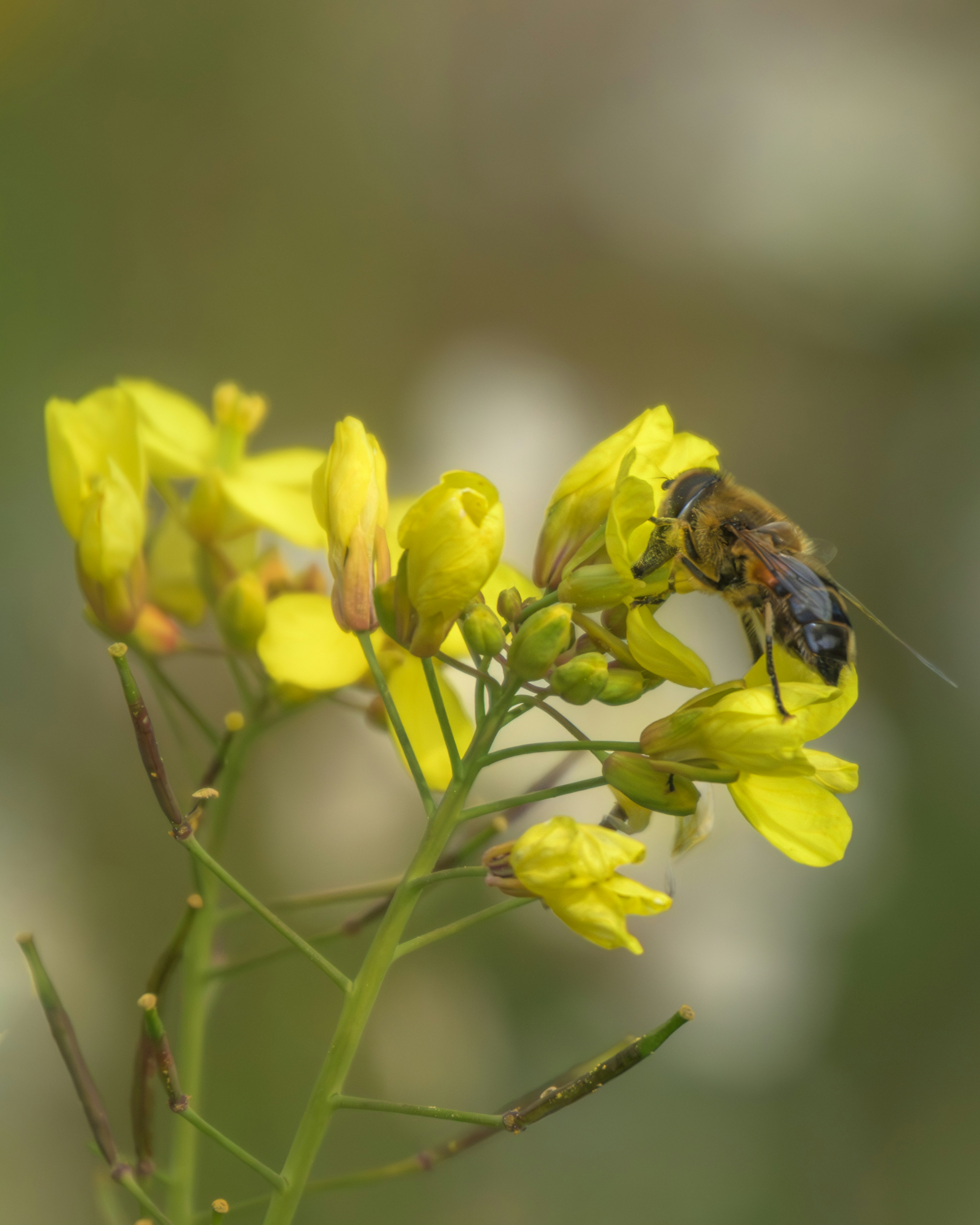 Yellow Bloom, Bee Minted: A Bee Quietly Clings to a Yellow Flower Cluster