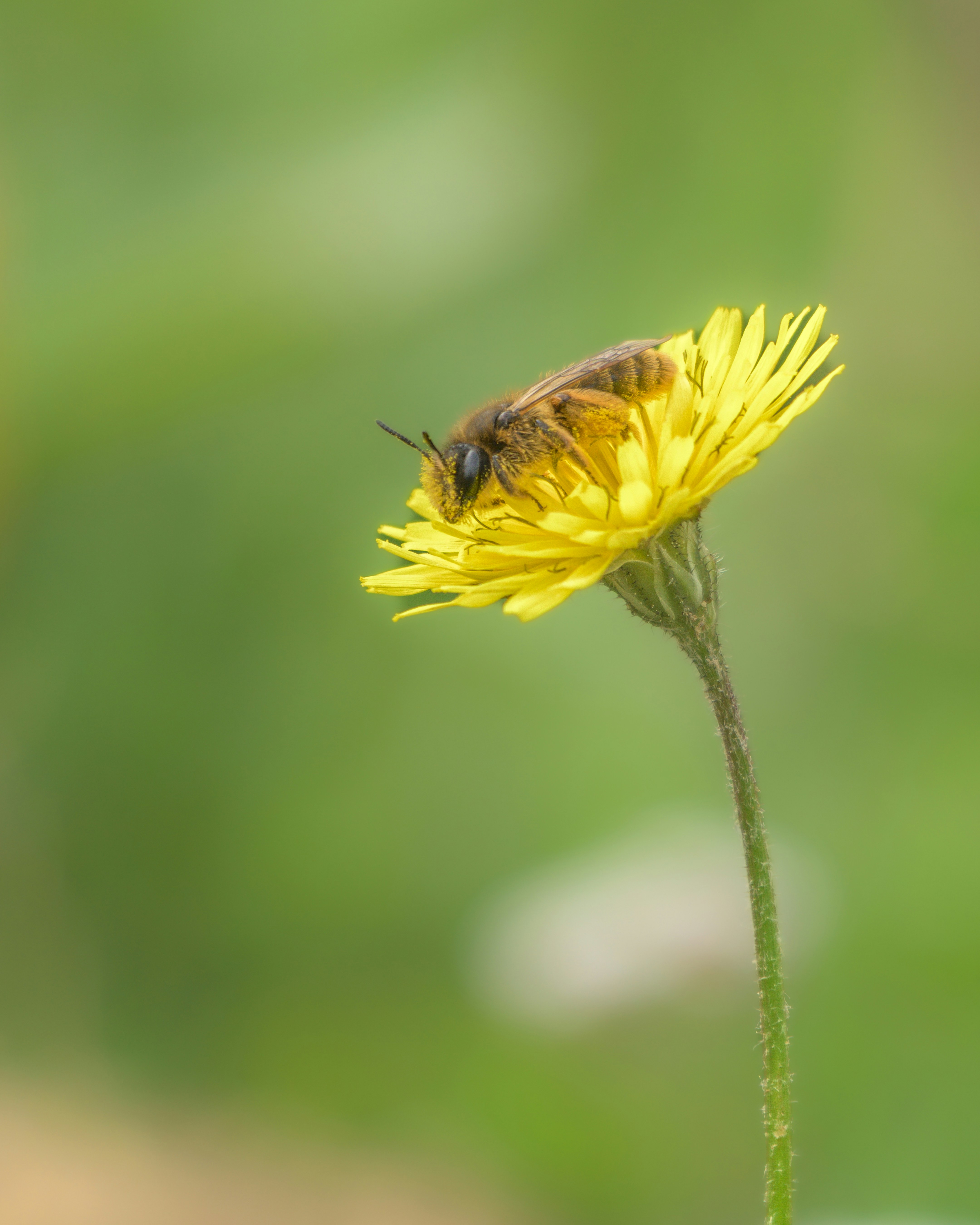Golden Bloom Buzz: A Bee at Rest on a Sunlit Flower