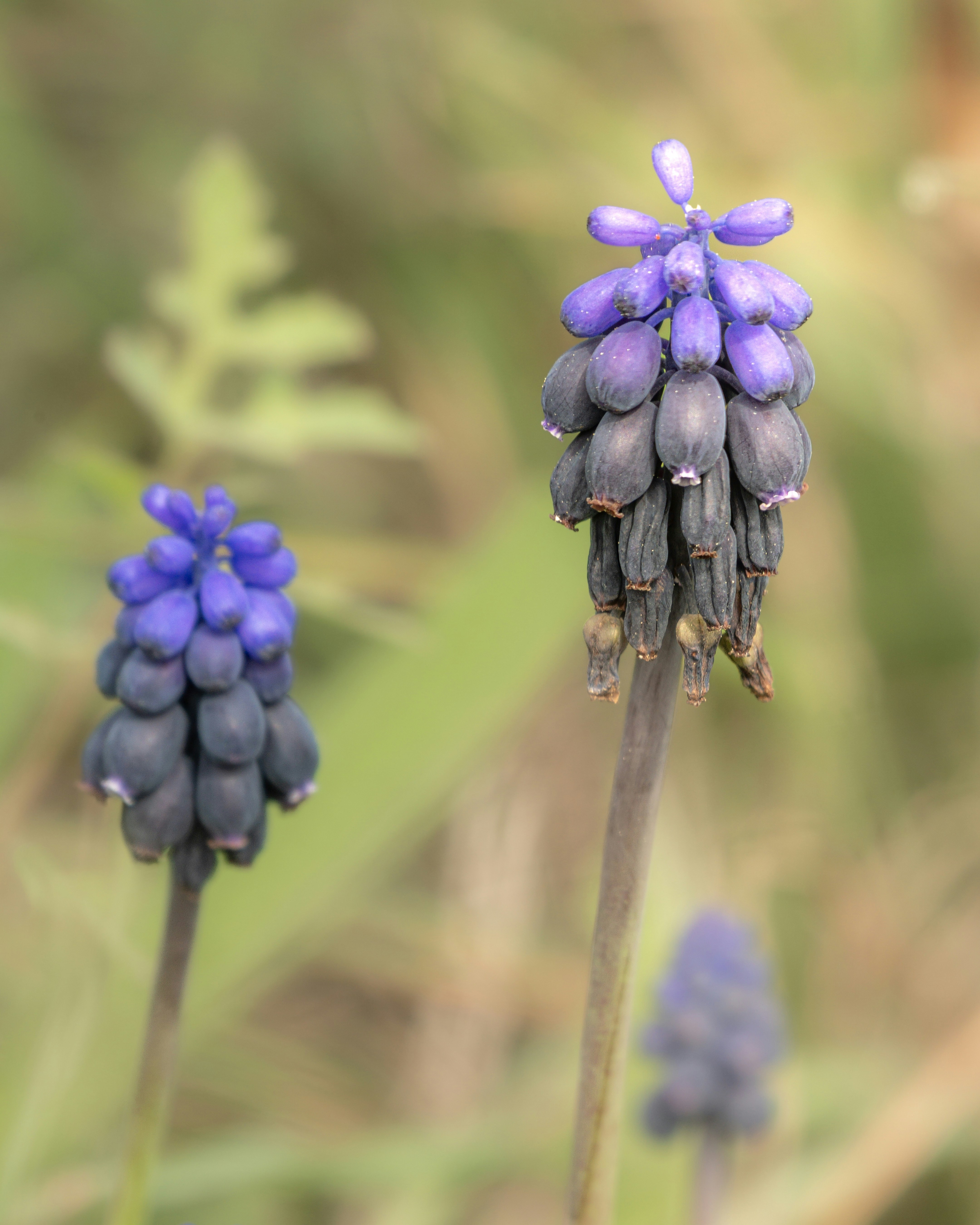 Lavender Bellflowers in Focus: A Quiet Meadow Portrait