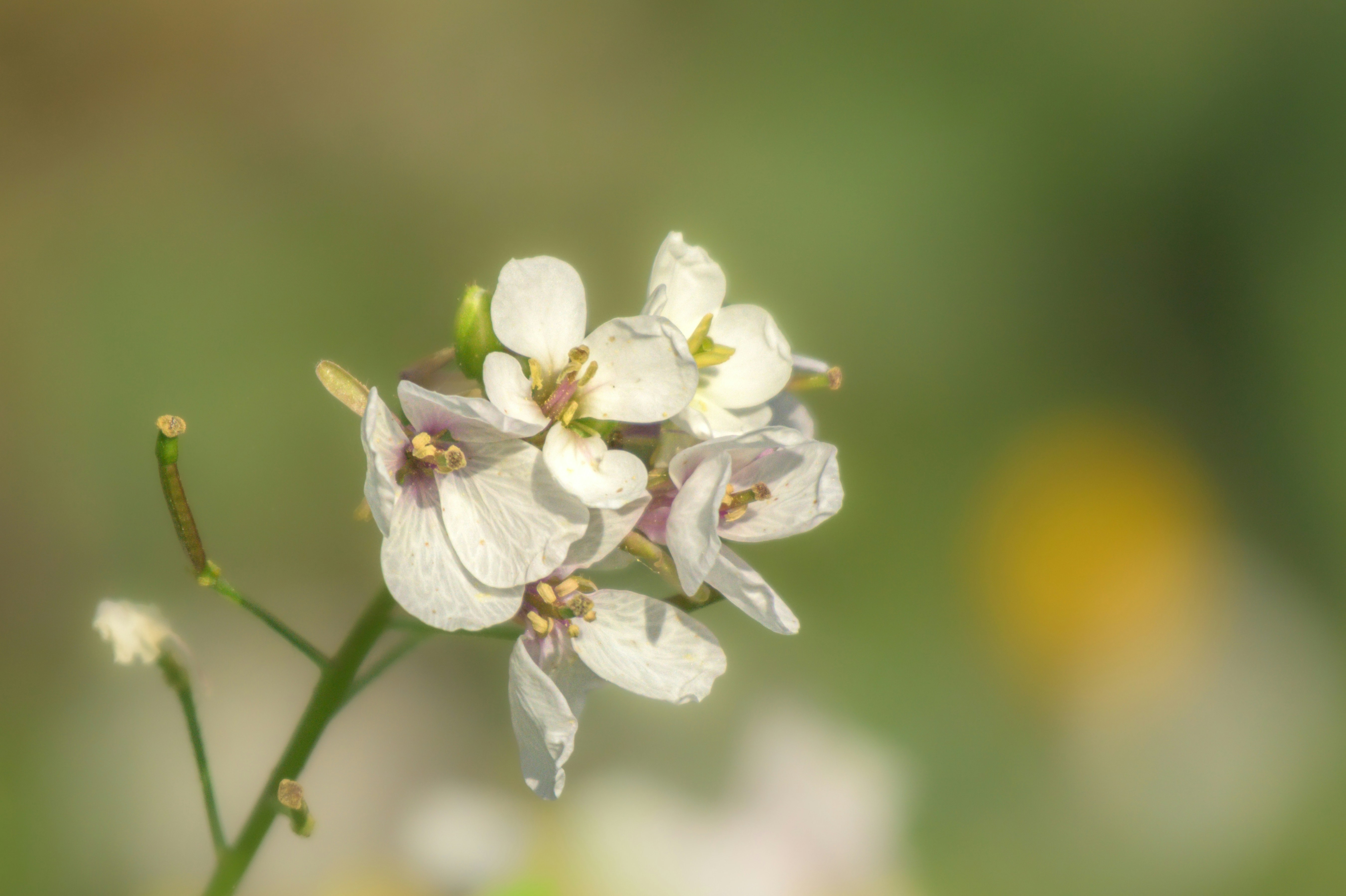 Whispering White Blooms in Soft Backlight