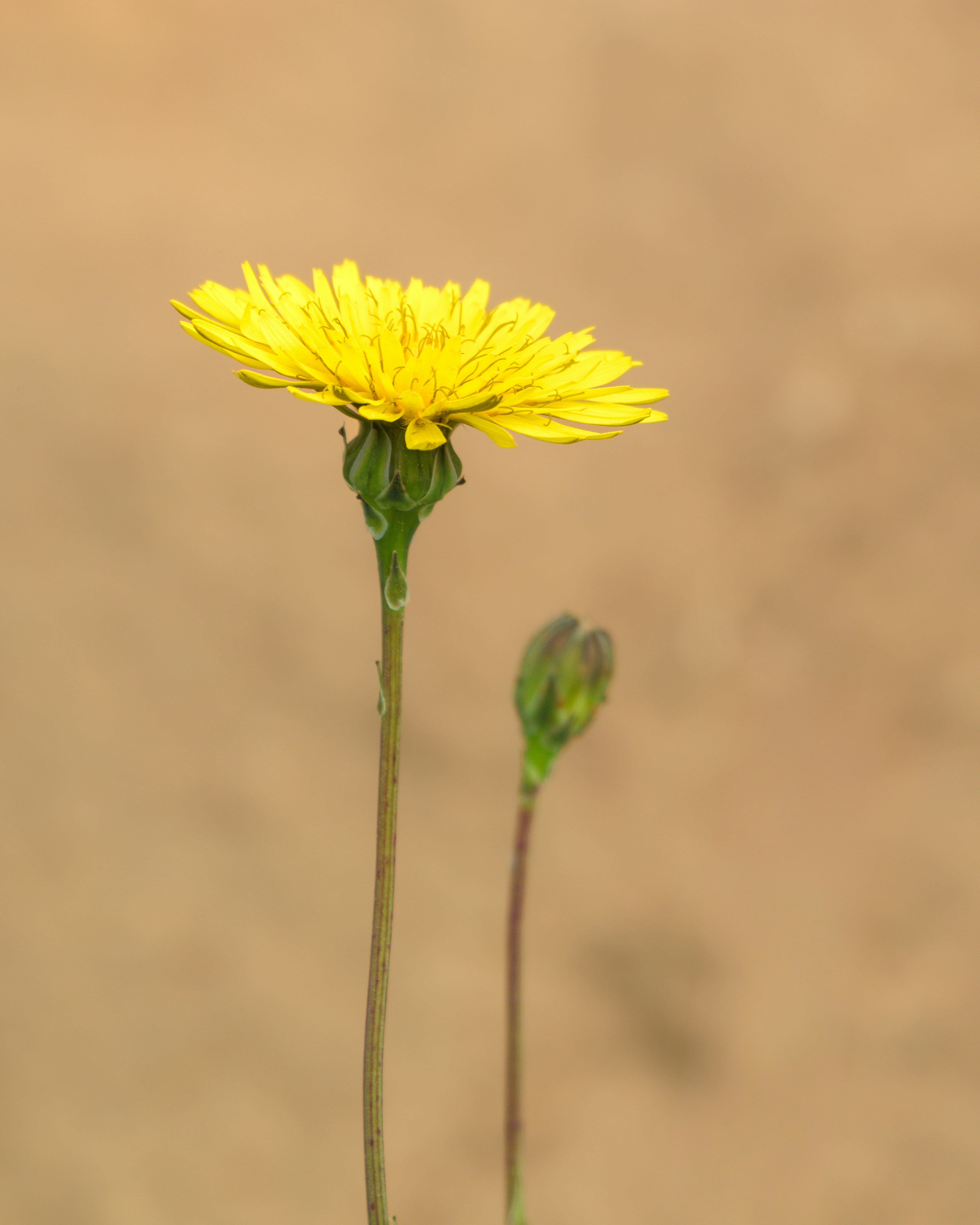 Golden Cyathium: A Single Sunlit Dandelion in Focus