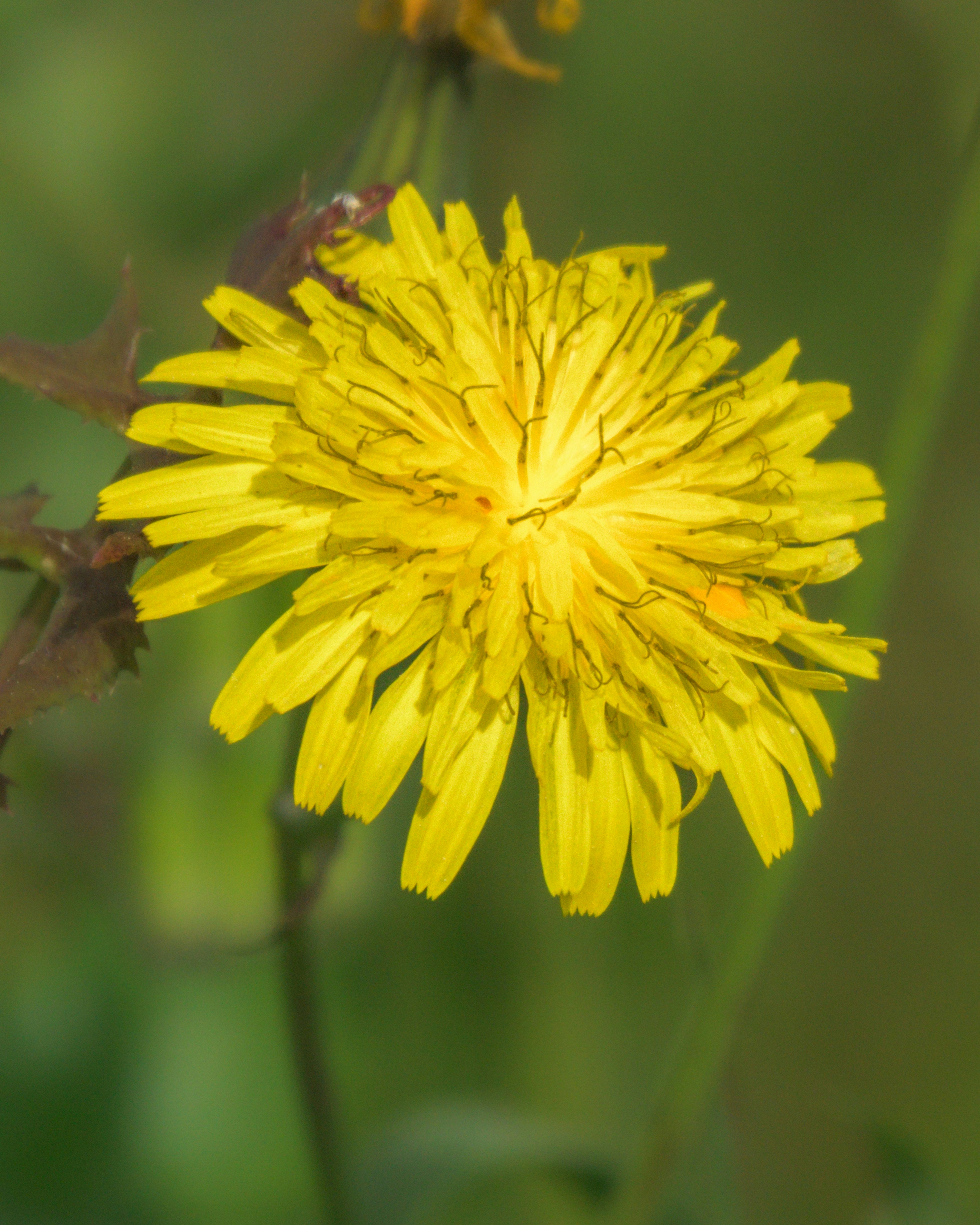 Golden Bloom: A Sunlit Dandelion in Focus