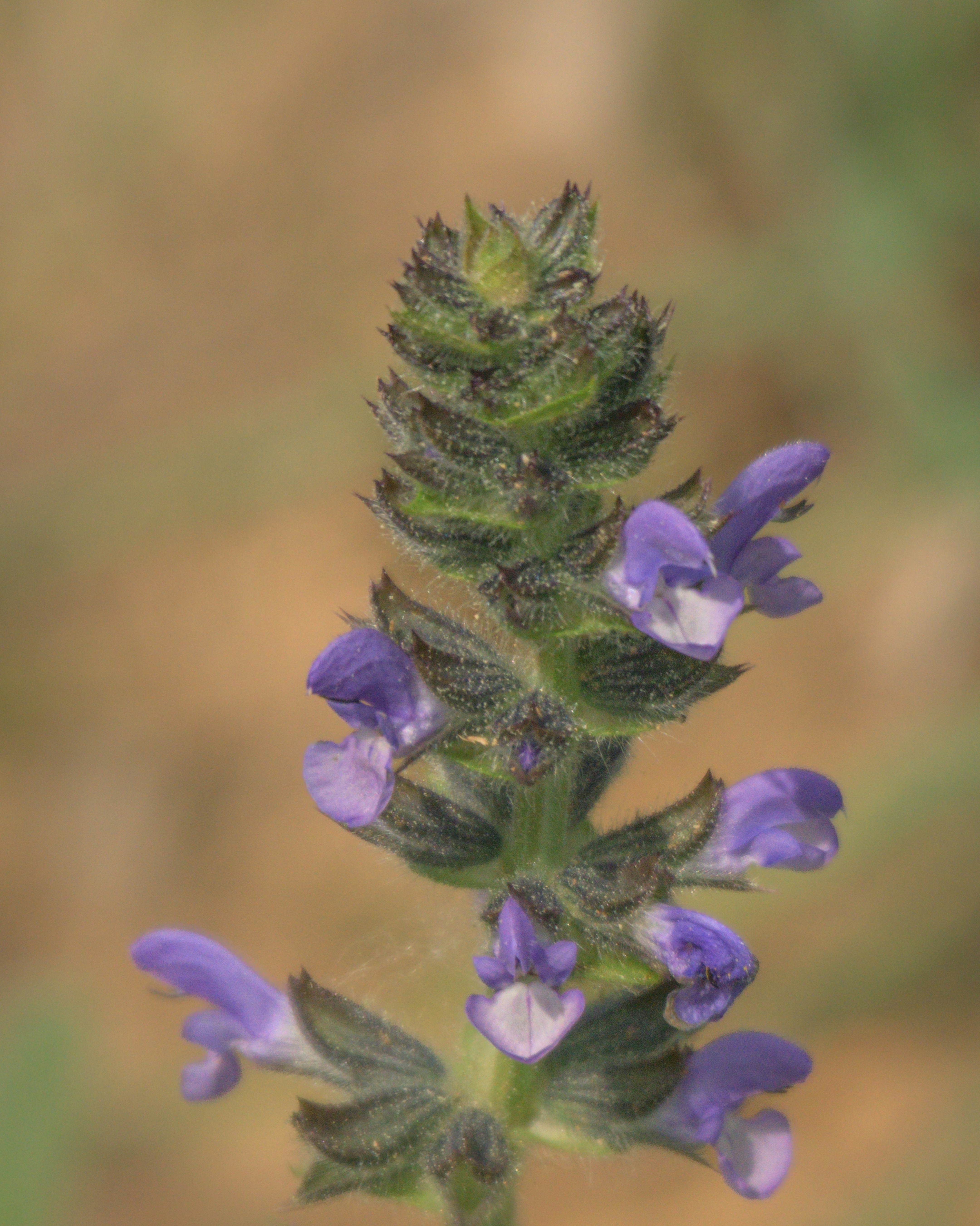 Close-Up Bloom: Purple Spike with Dew-kissed Bracts