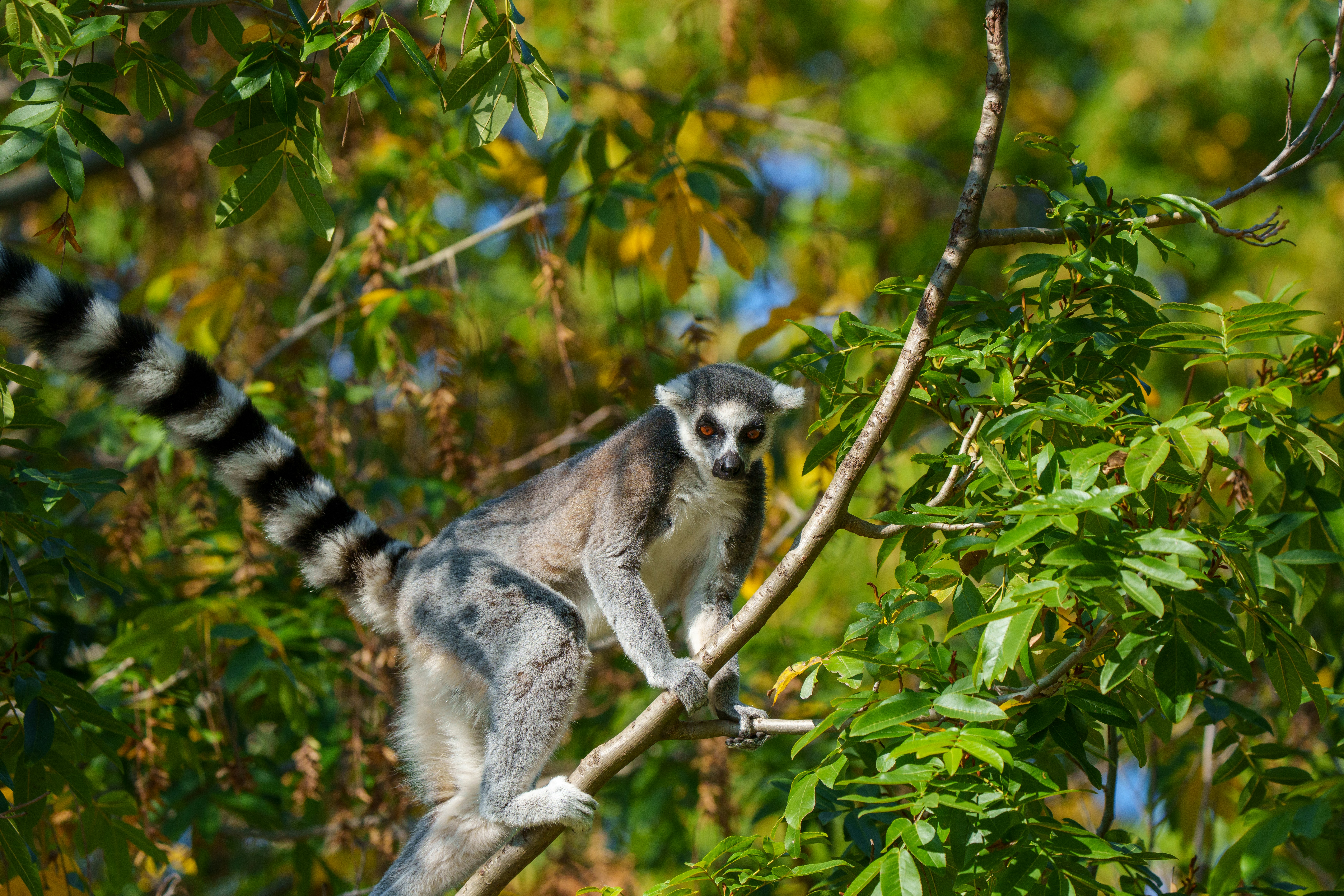 Curious Ring-Tail Amid Green Canopy
