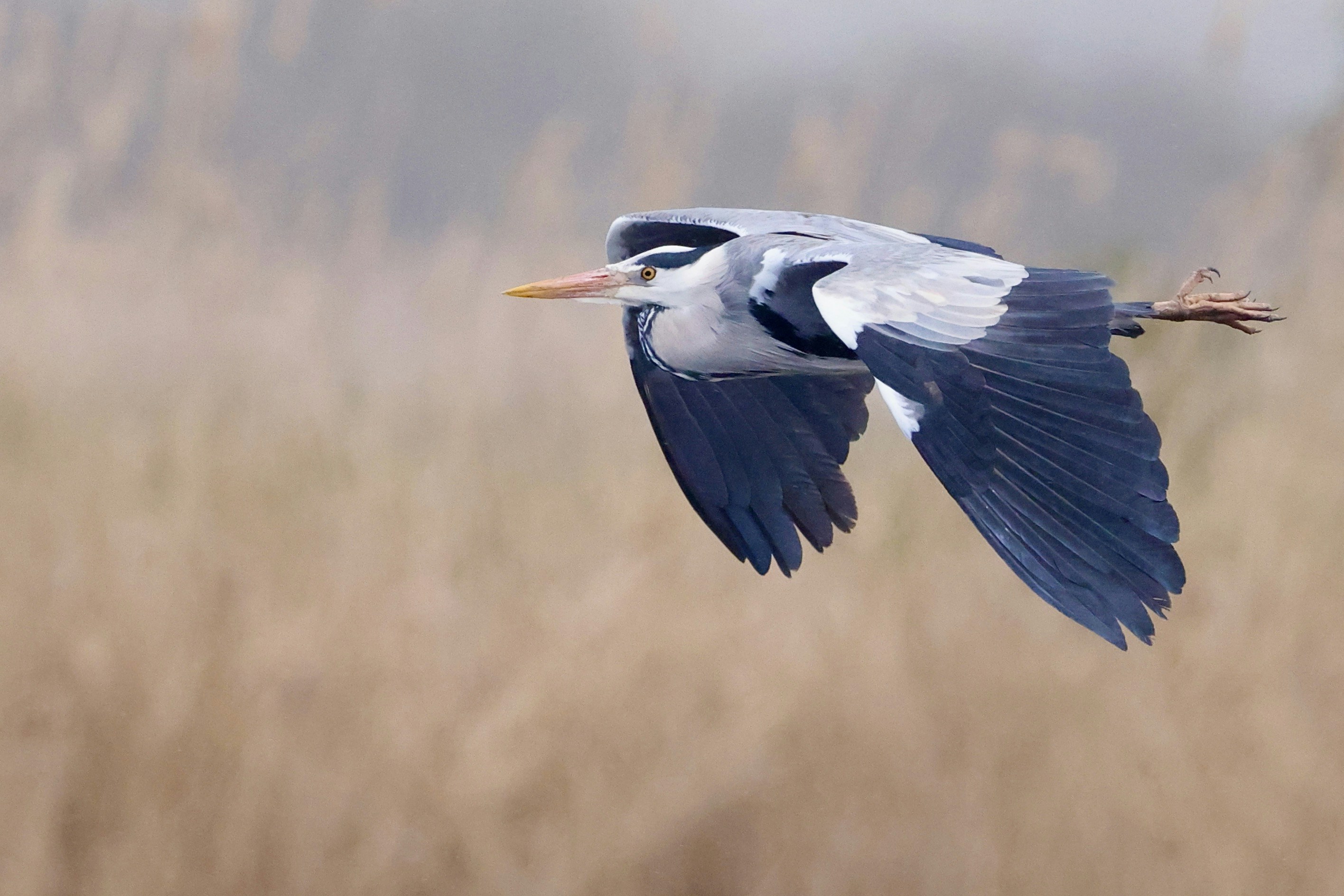 Mid-flight Grey Heron in Autumn Field
