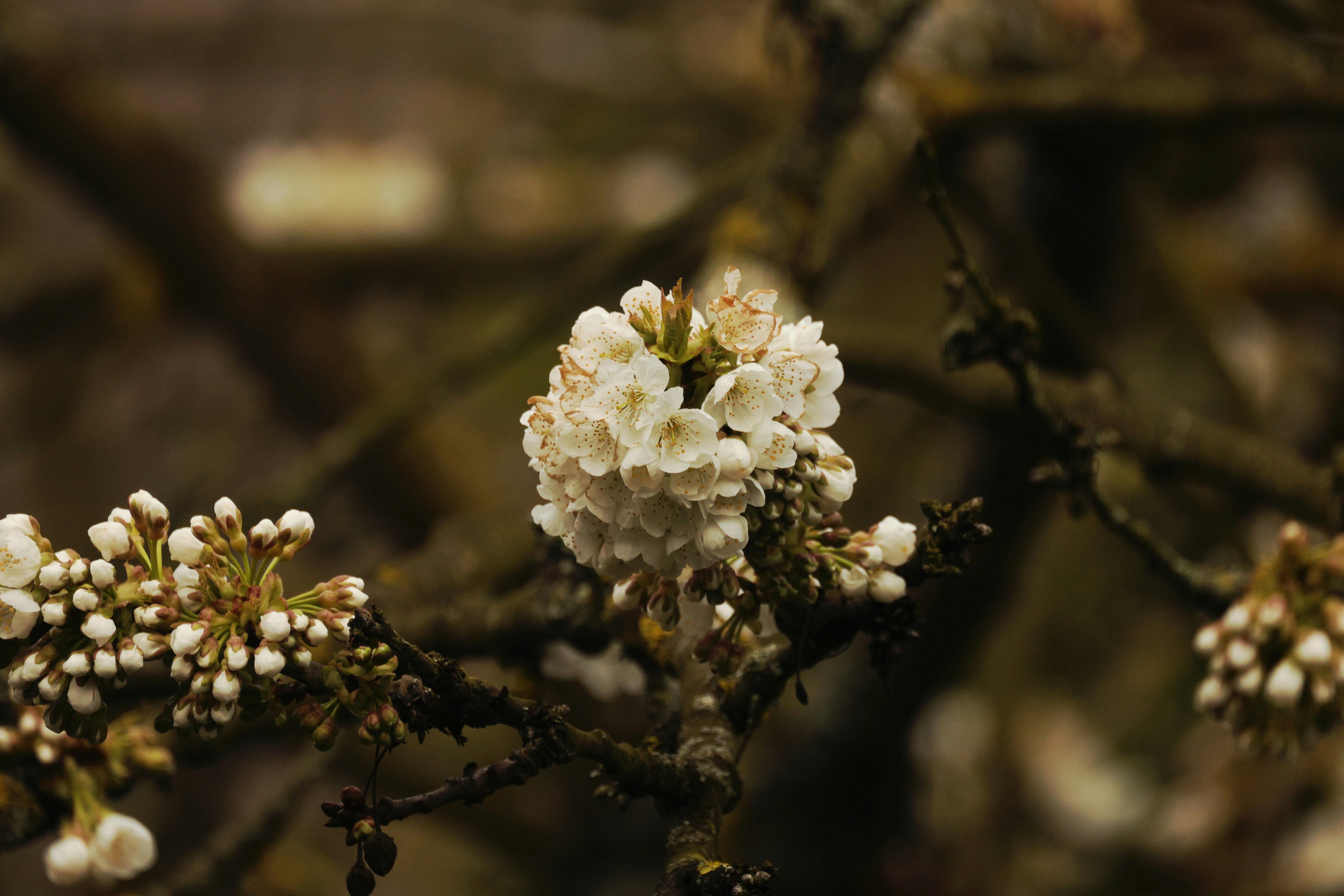 Bloom in Focus: a close-up of delicate white blossoms against a moody, shadowed backdrop