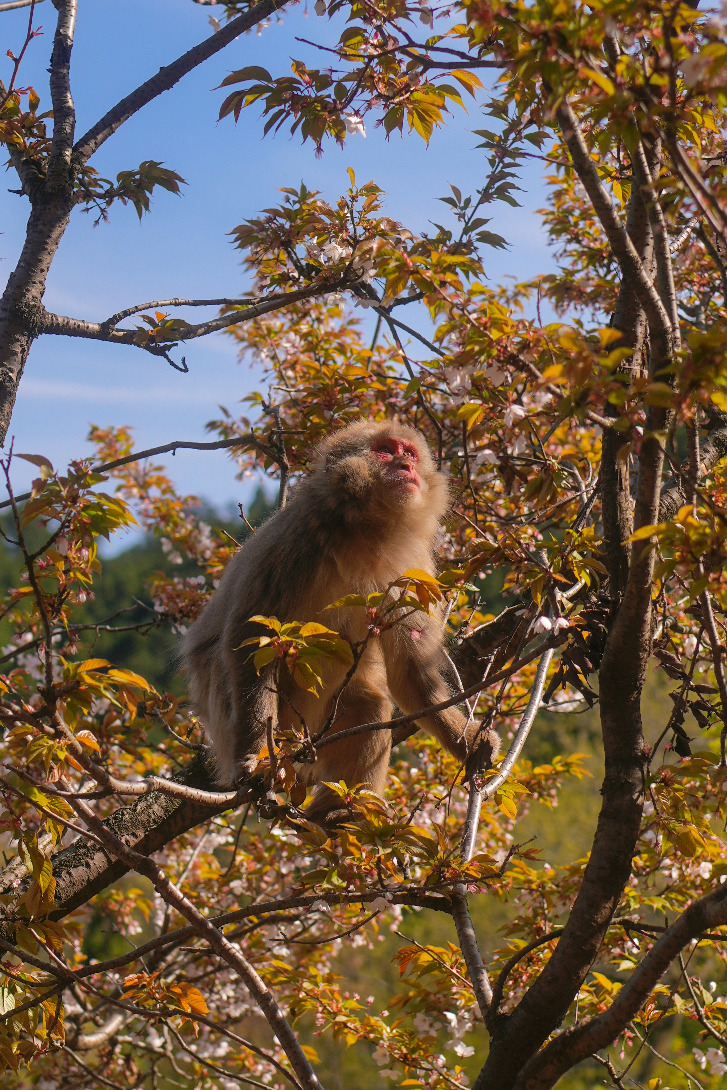 Curious Monkey Perched Among Autumn Leaves