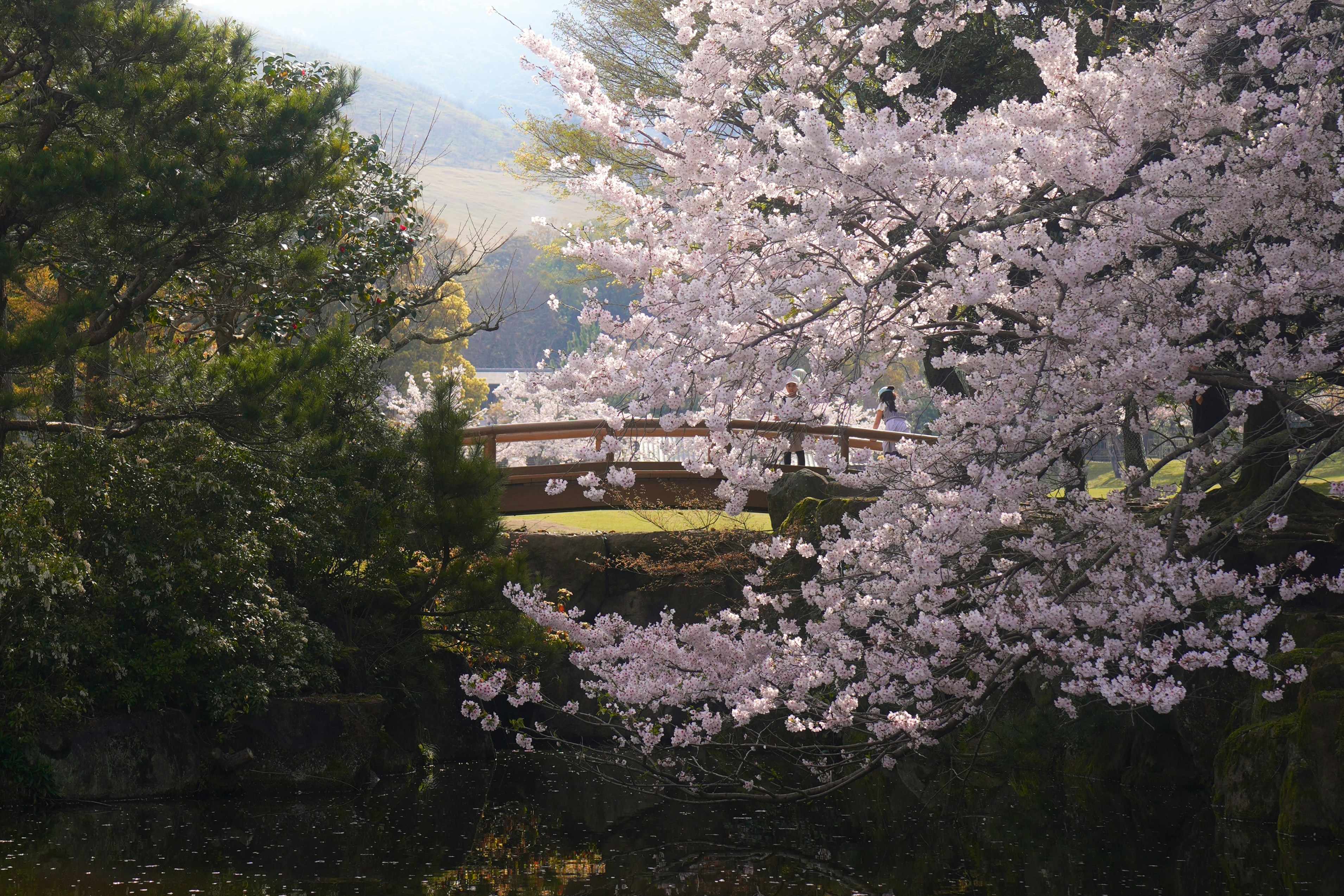 Cherry blossoms frame a wooden bridge over water.