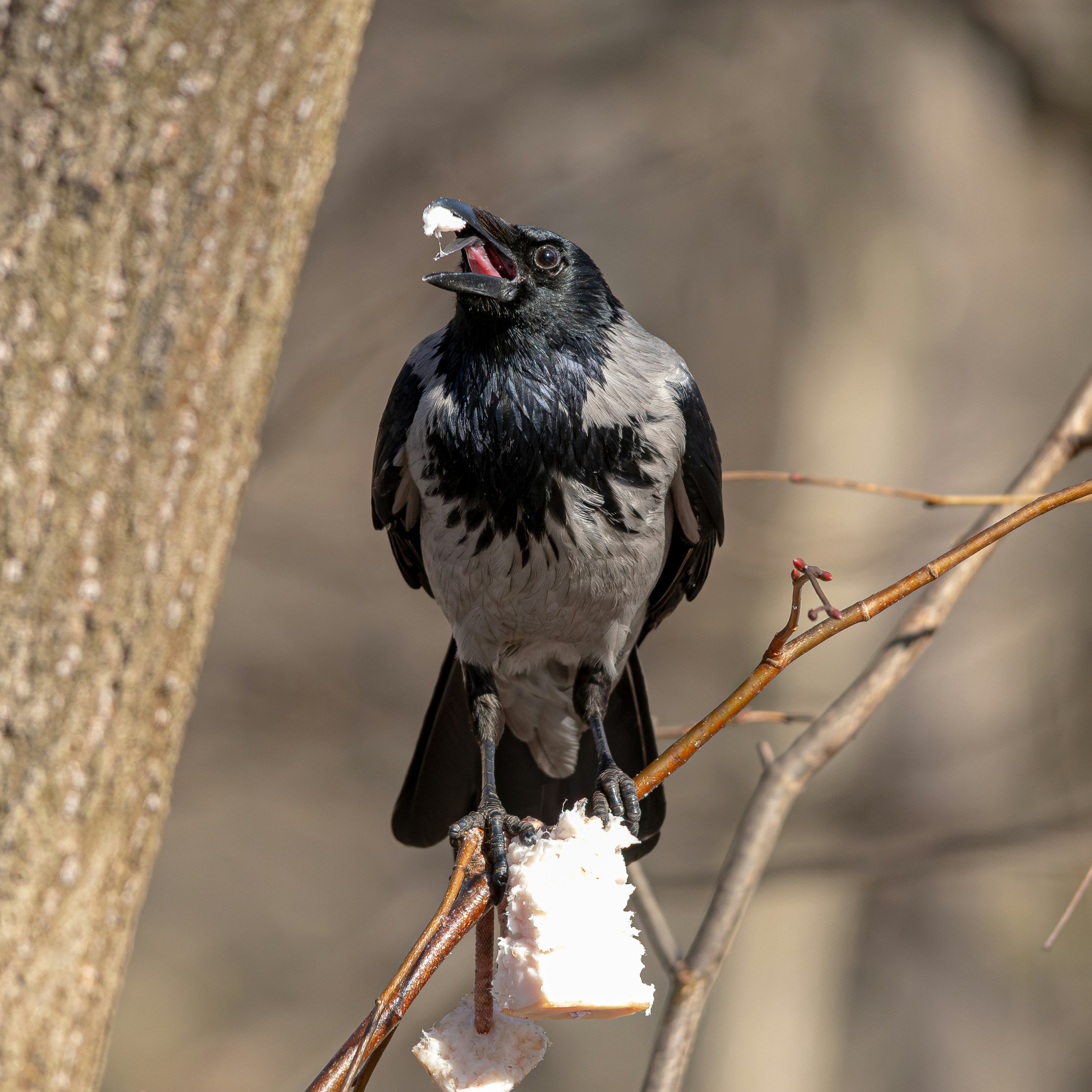 Black Crow with Snowy Snack Grasped on a Branch