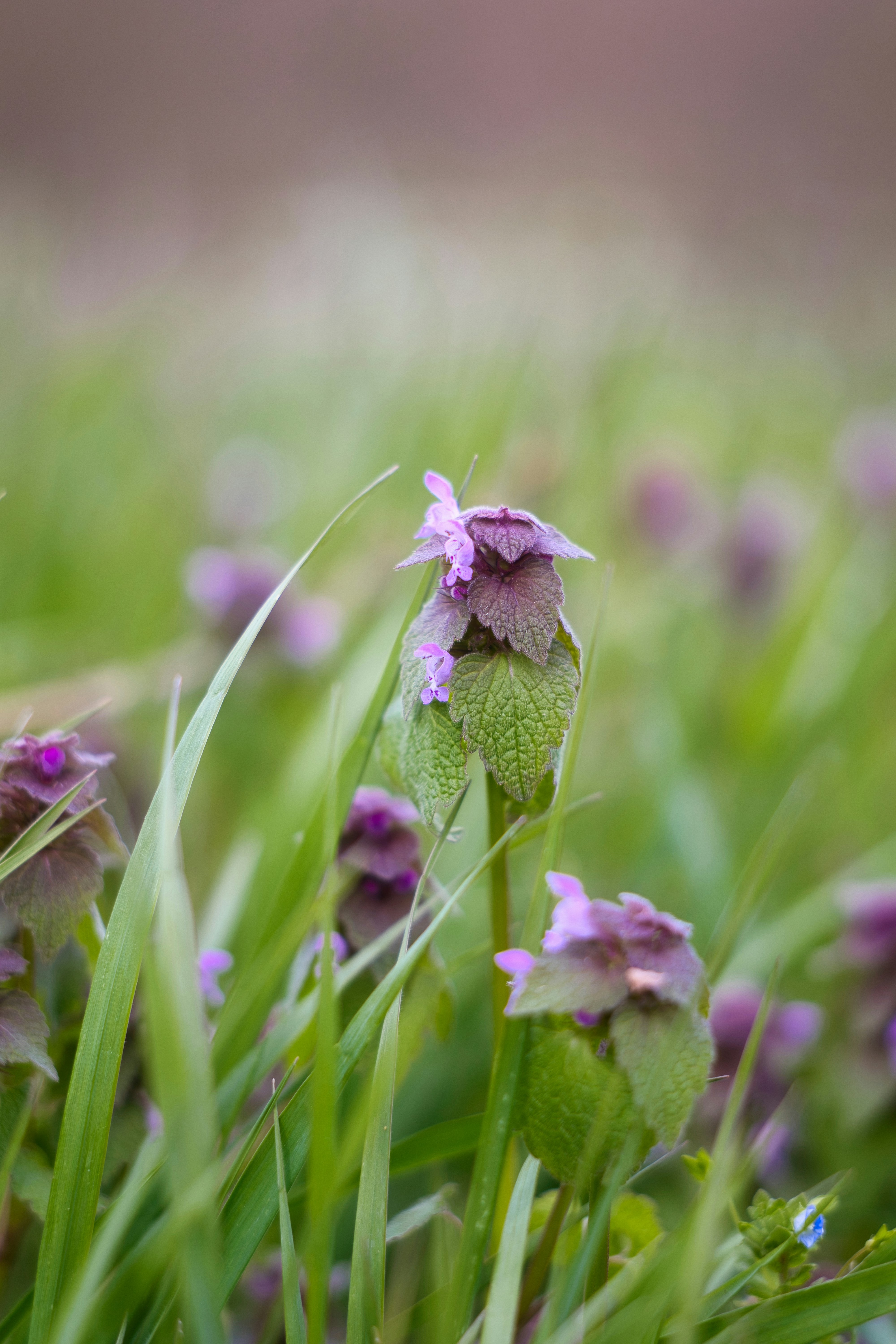 Purple wildflower in a sunlit meadow with soft bokeh