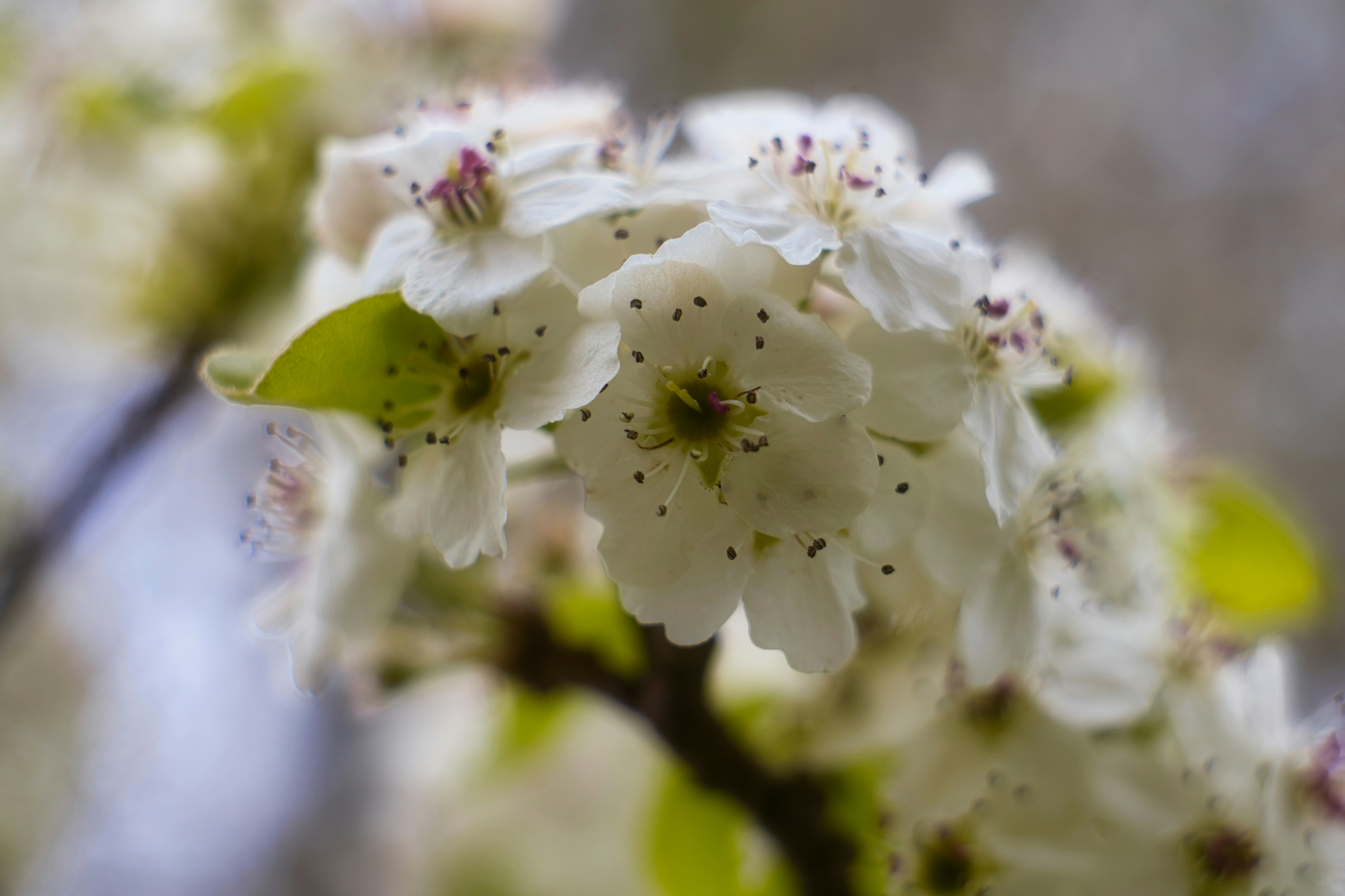 Bloom Chorus: Close-Up of White Petals in Spring Light