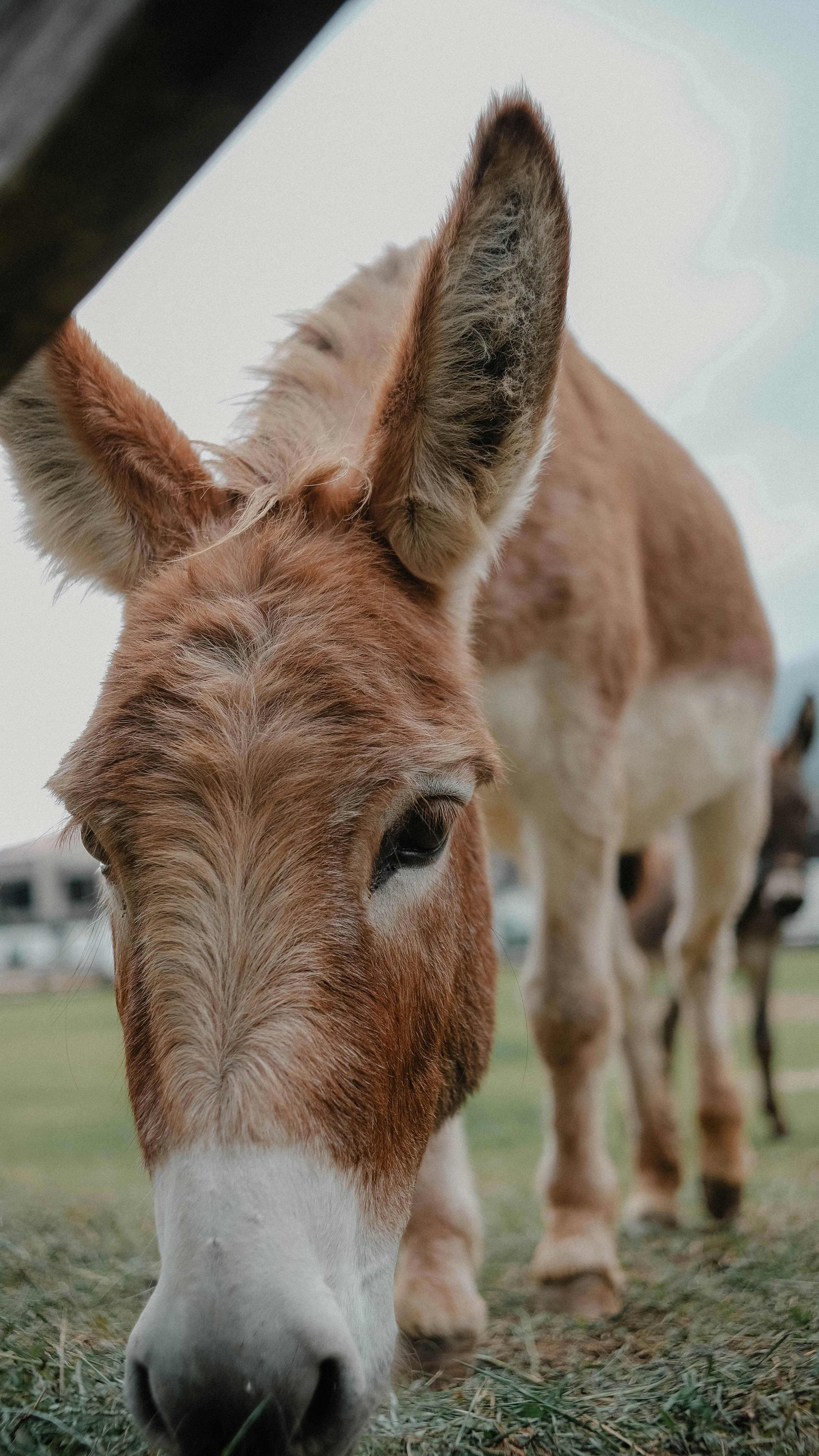 Curious Grazing: A Donkey's Stare into the Grass