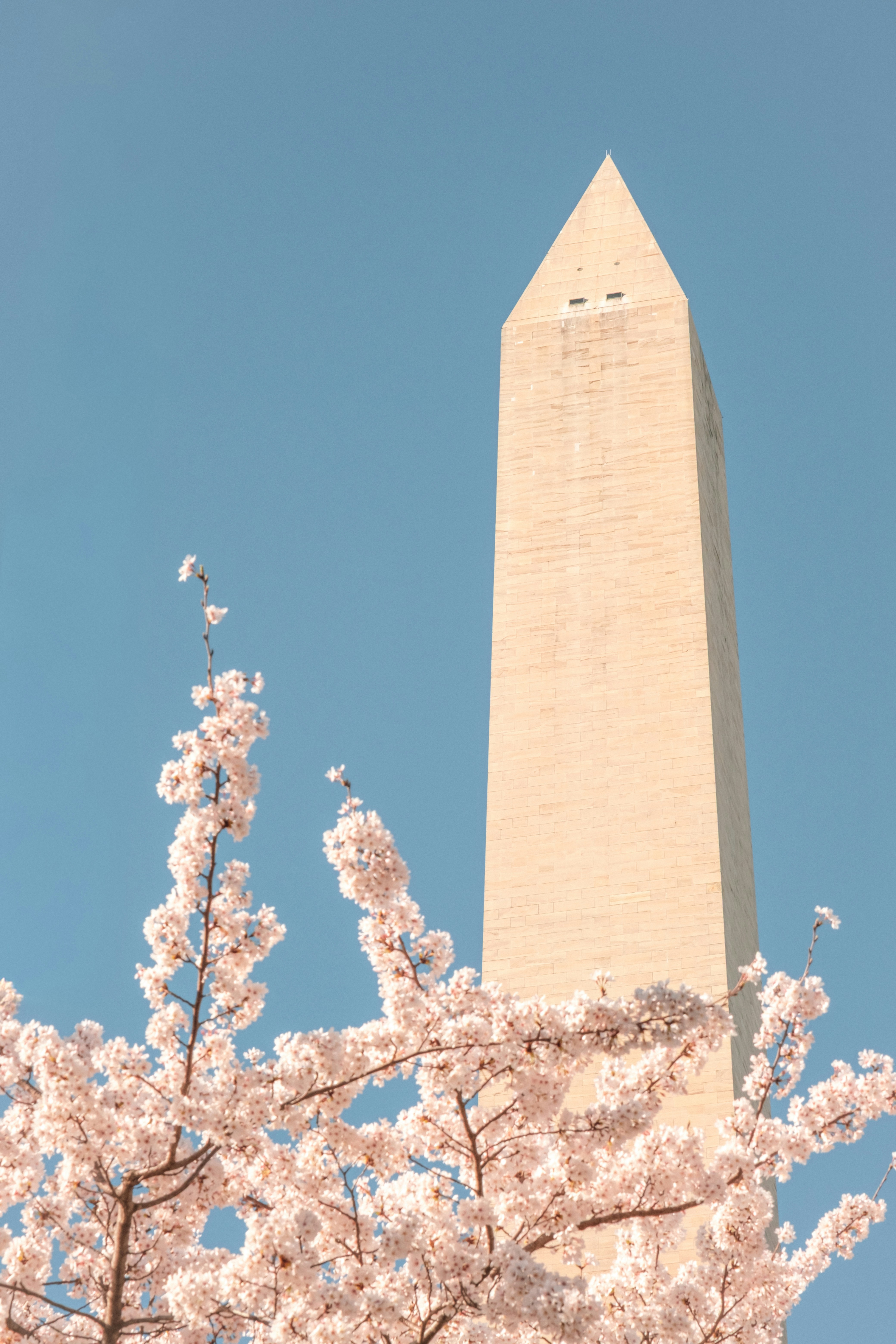 Cherry Blossom Obelisk