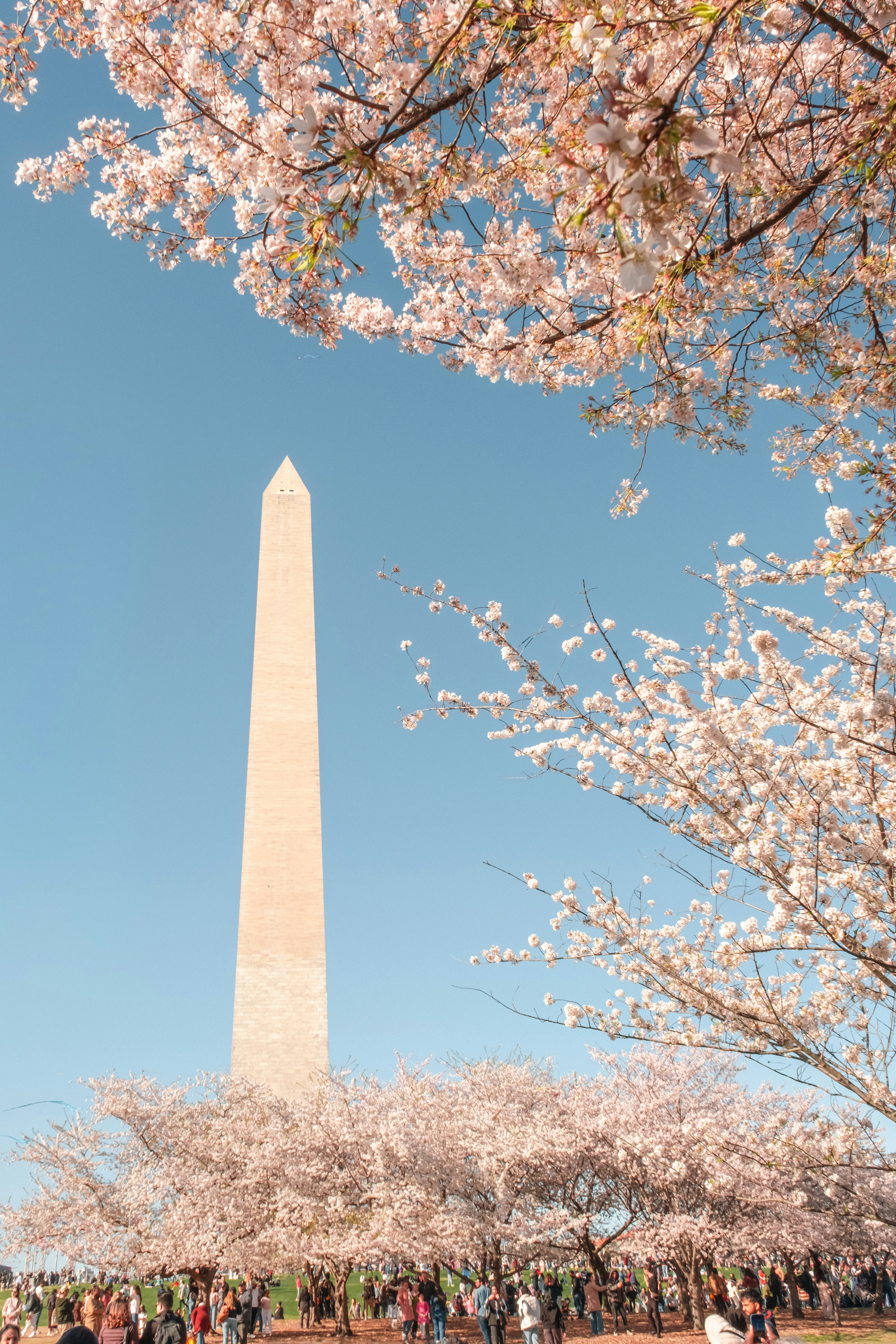 Wharf of Pink Petals: The Obelisk Under a Blooming Canopy