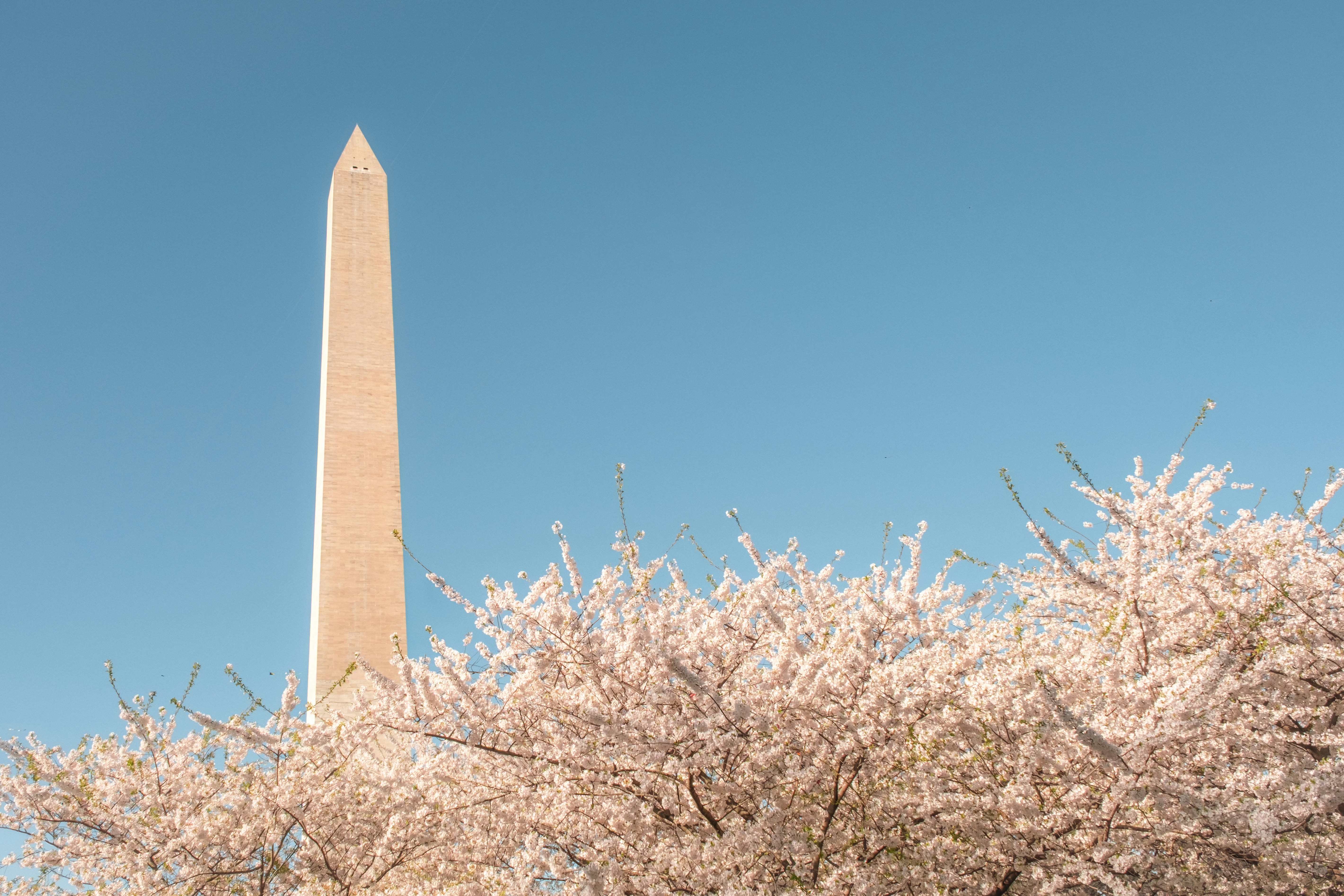 Blossoms Meet a Monument: Springtime Obelisk