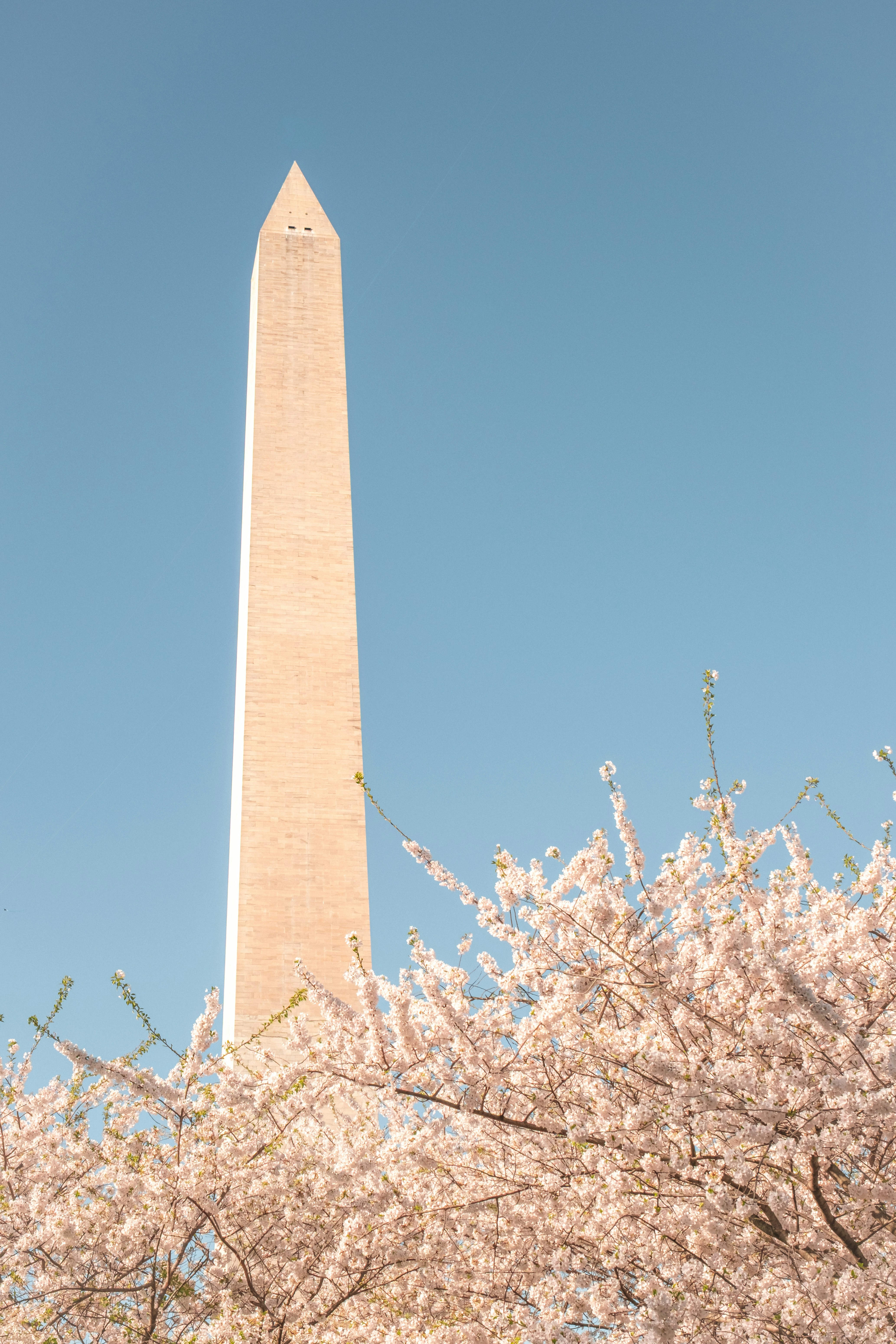 Obelisk against a pale spring sky framed by blooming cherry branches