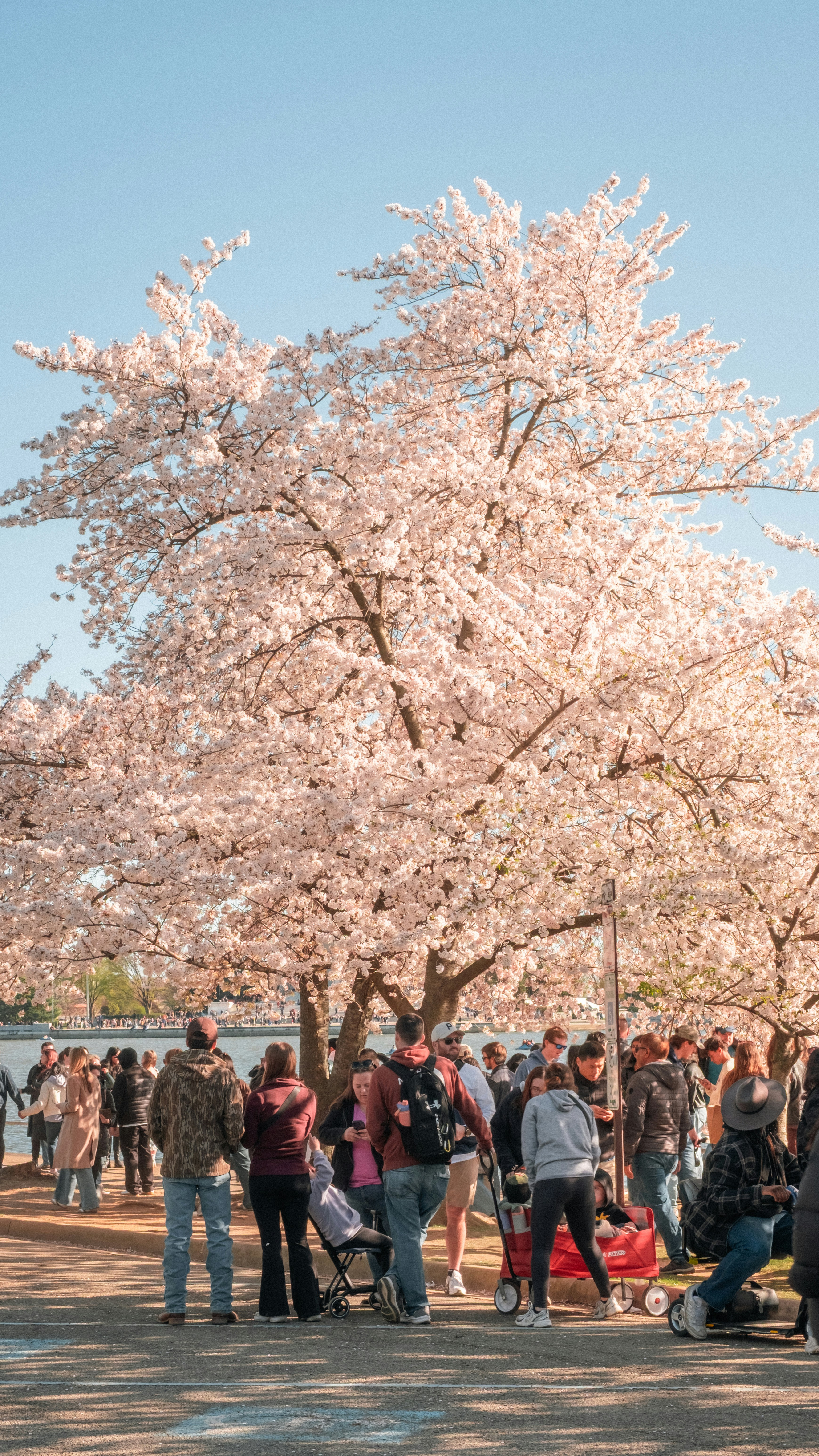 Cherry Grove in Focus: A Crowd Beneath Blossoms
