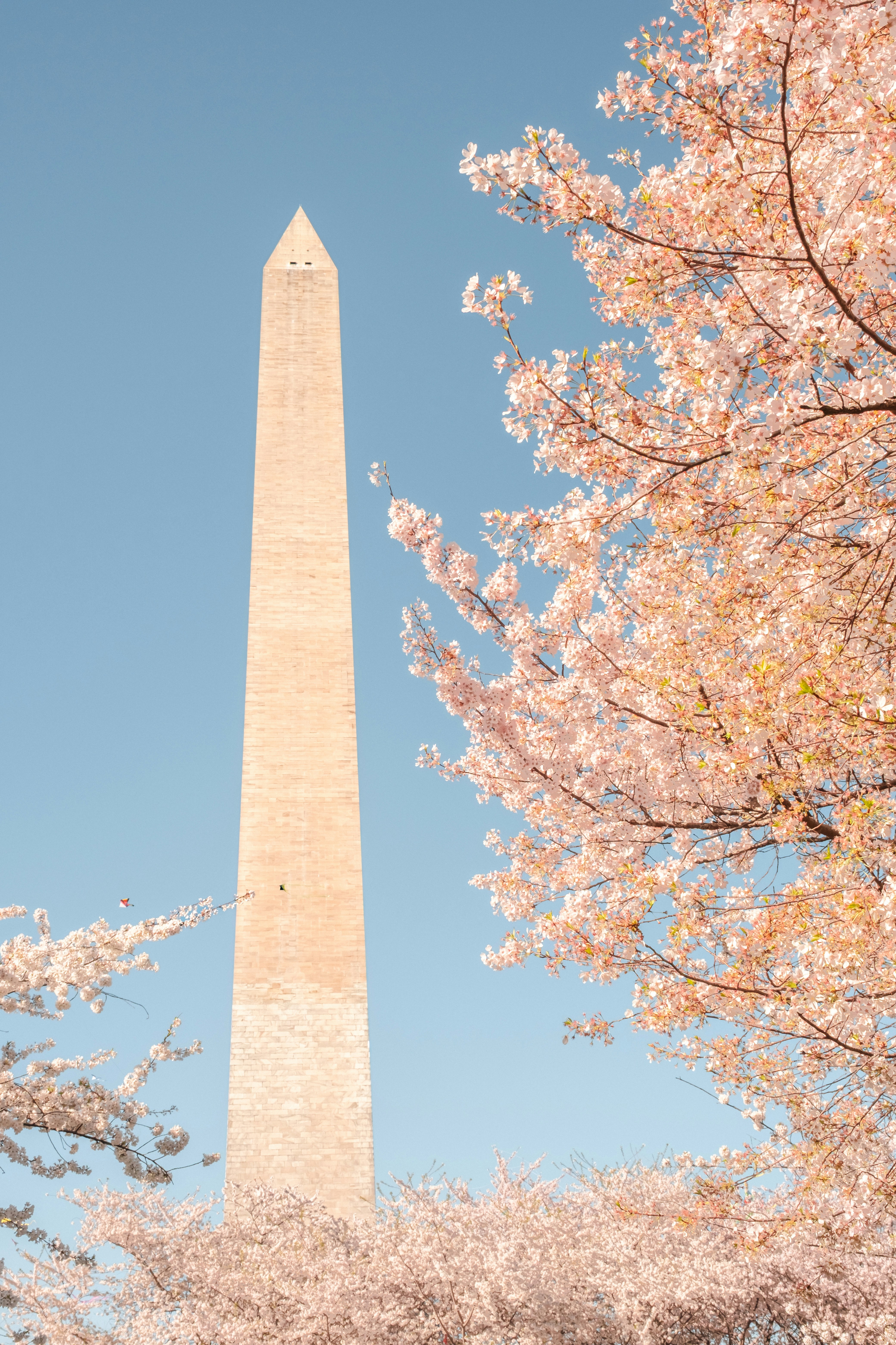 Cherry Blossom Obelisk: A Skyward Moment