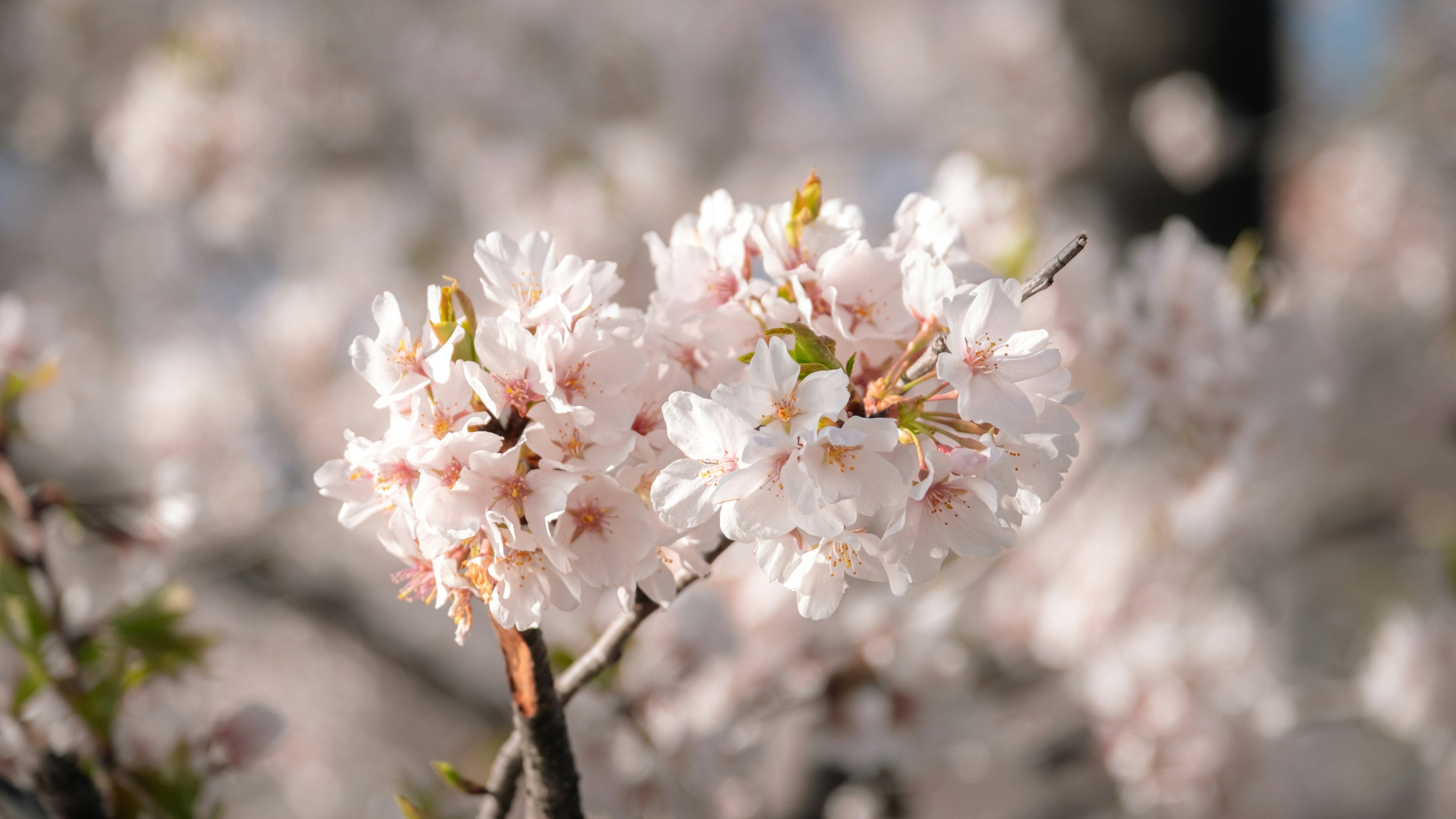 Spring Bonsai of Petals: A Cloud of Cherry Blossom in Focus