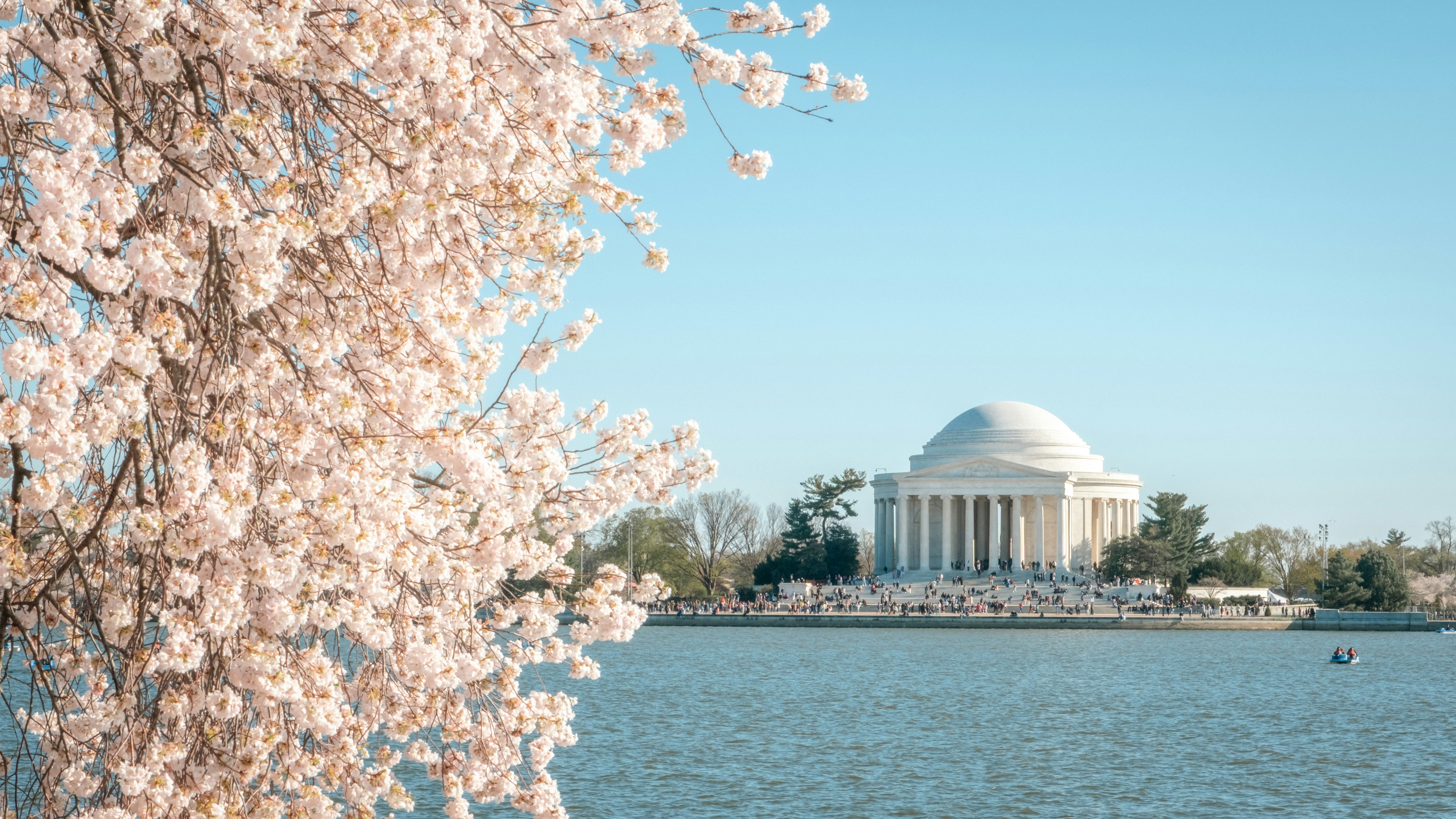 Cherry bloom over the Tidal Basin: a quiet gaze toward the Jefferson Memorial