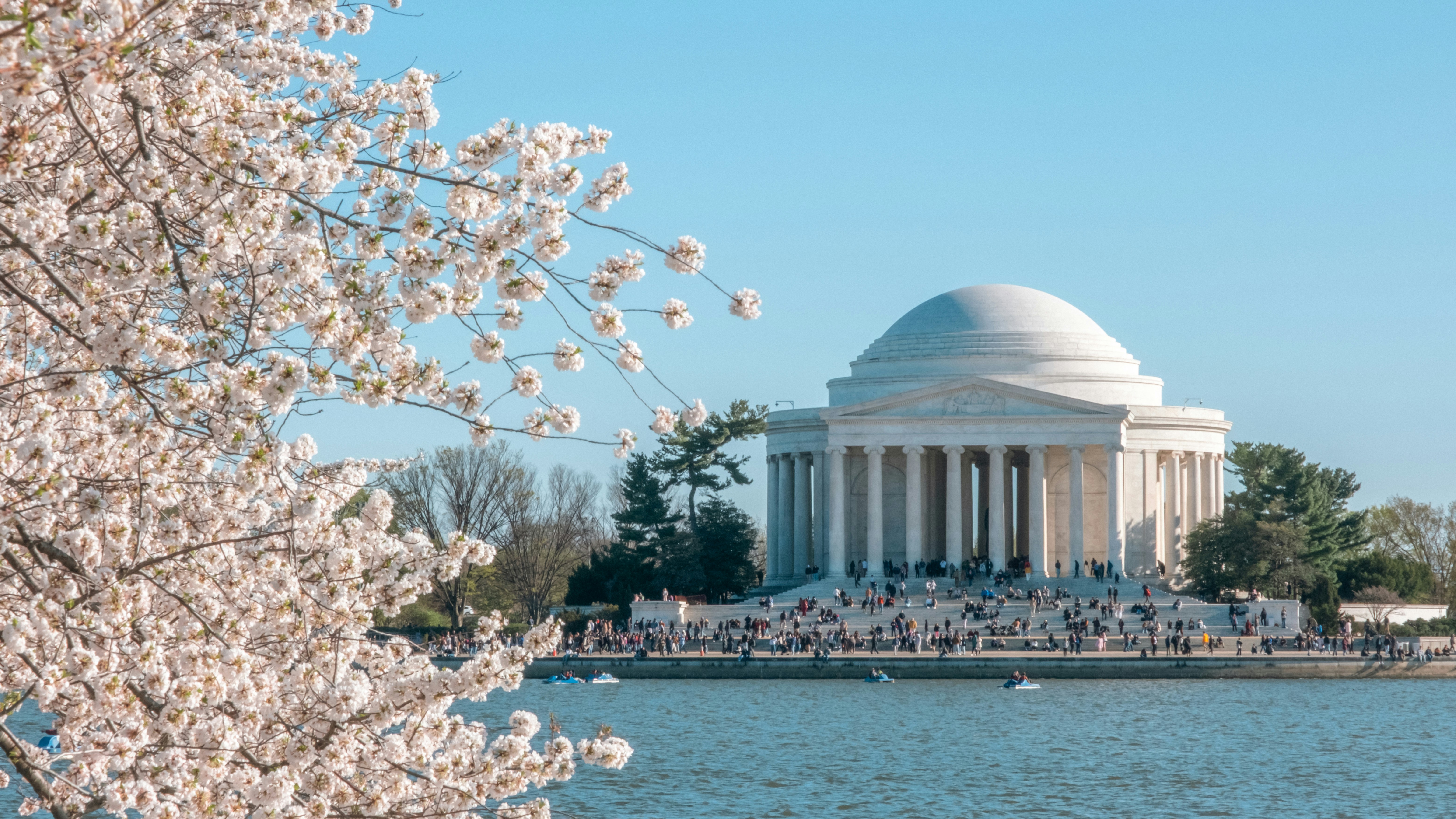 Morning Light Over the Jefferson Memorial: Cherry Blossoms Framing a Classical Axis