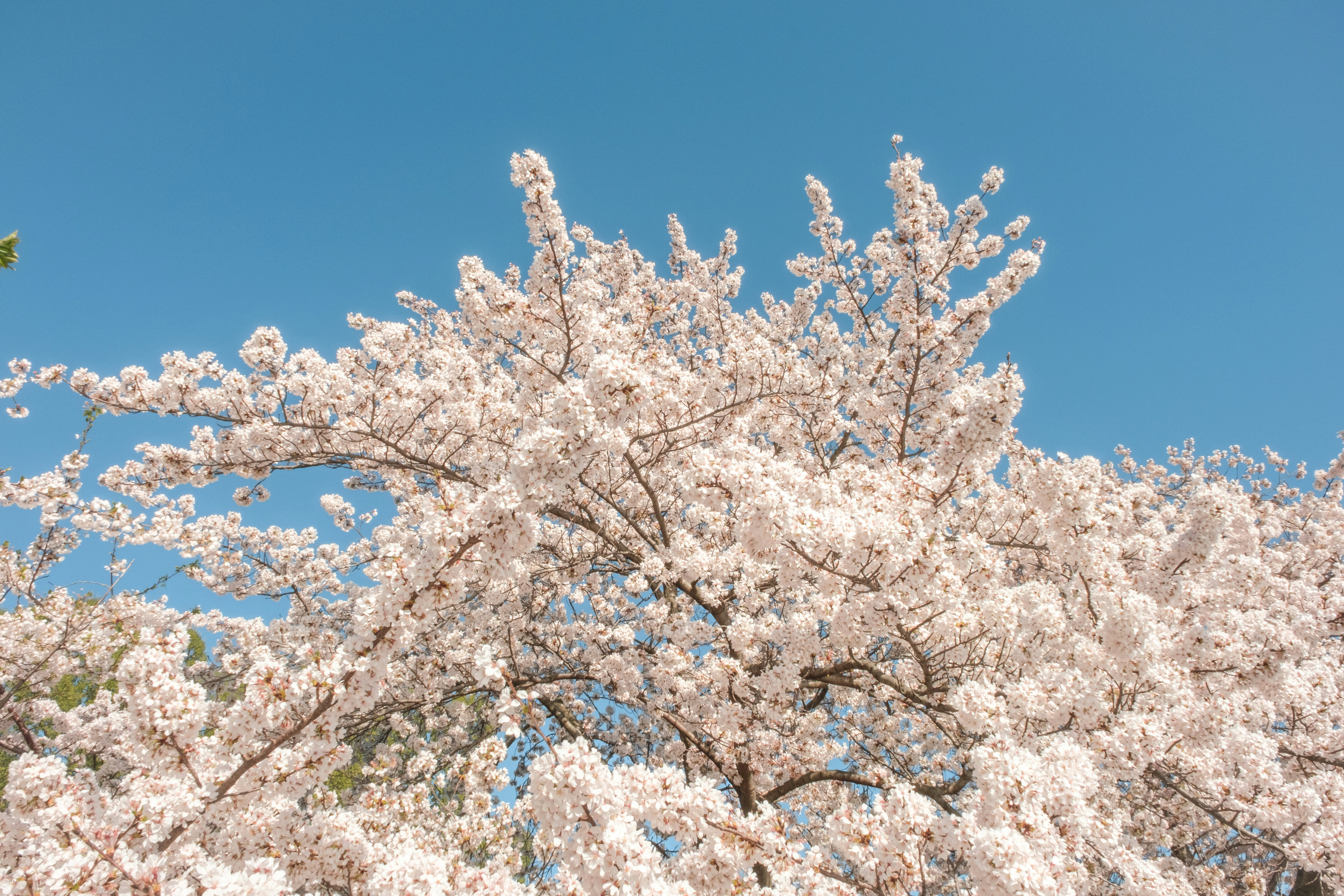 Blossom Canopy Against a Clear Spring Sky